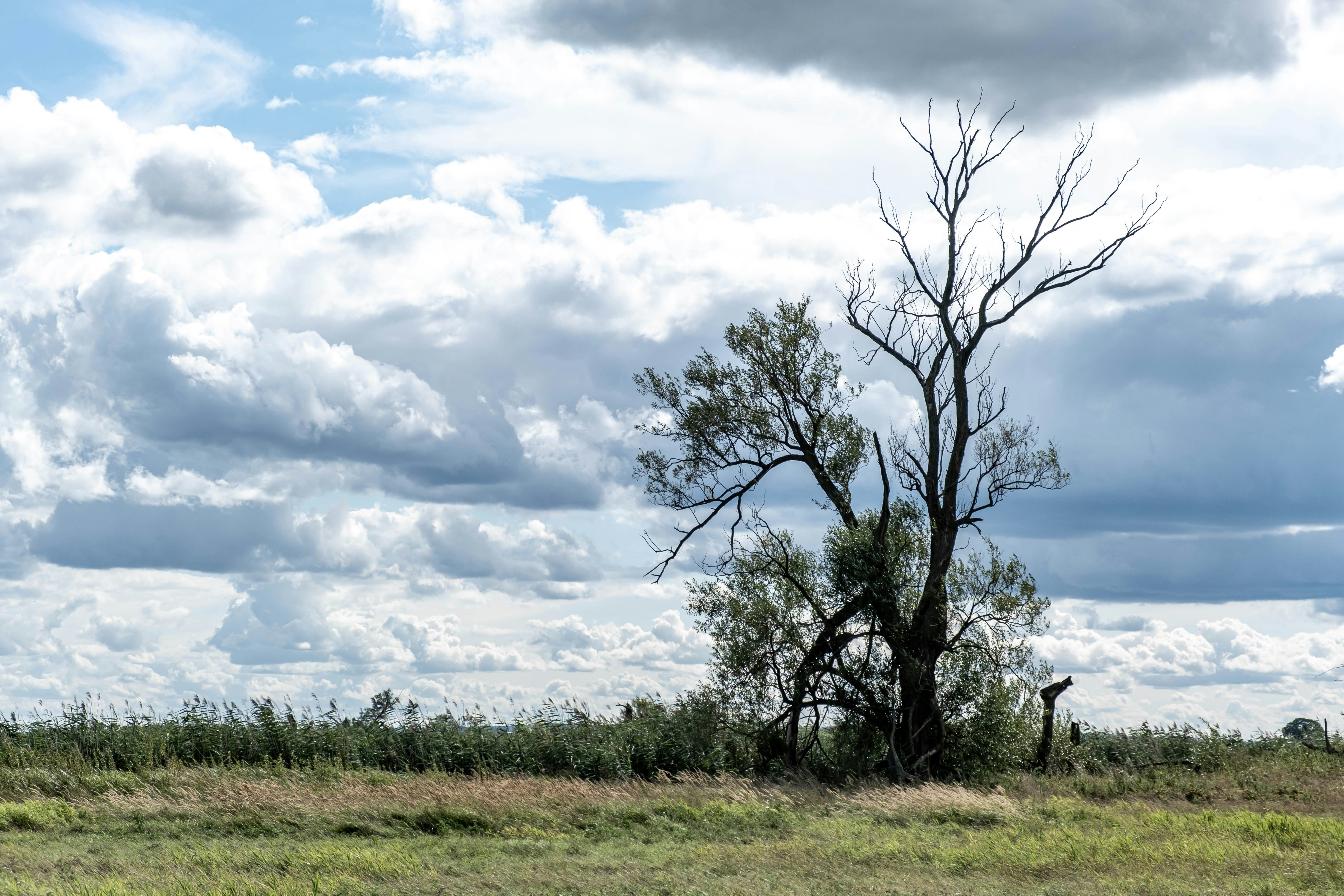 Lone Tree Reaching Through the Expansive Sky
