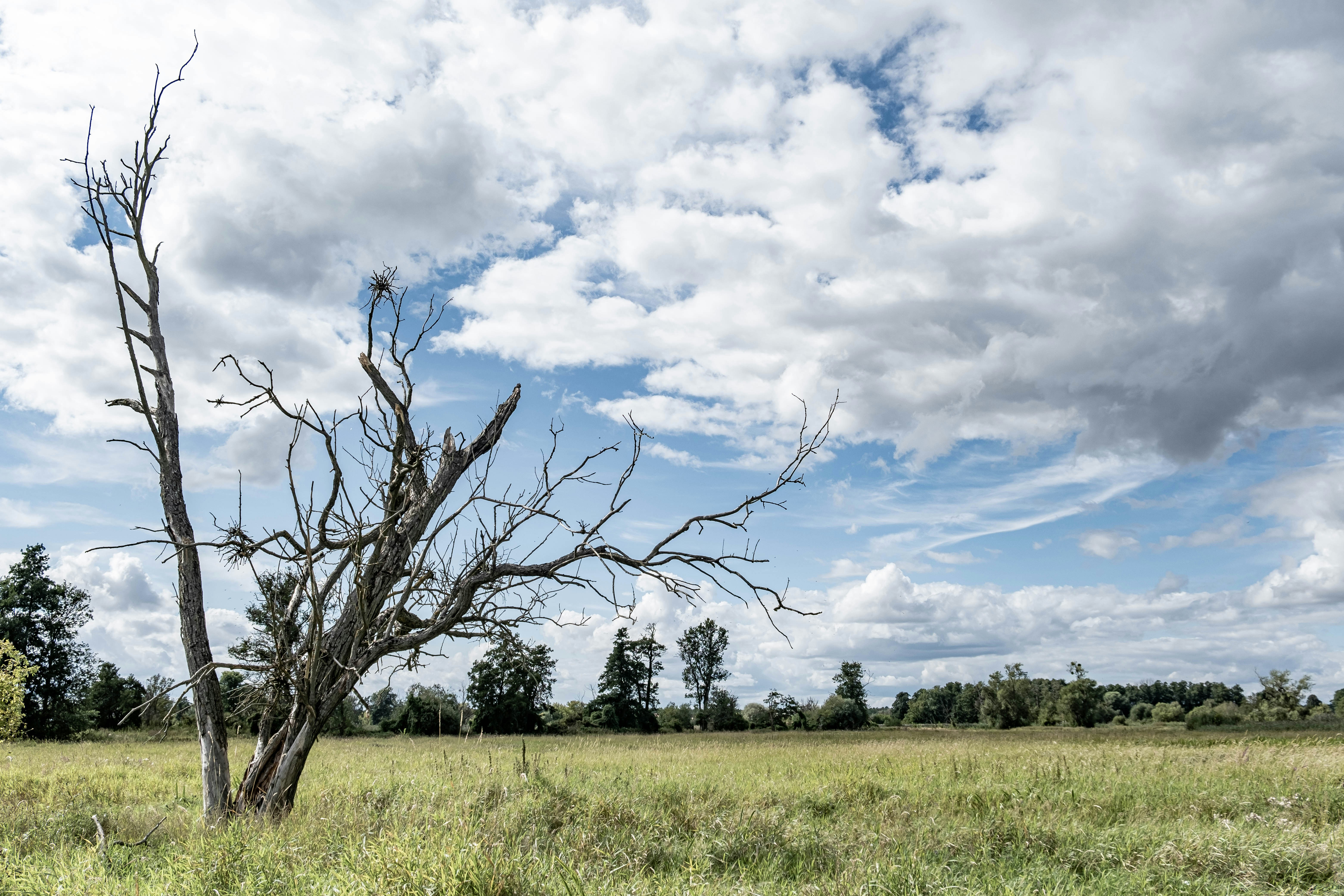 Bent Tree Sentinel in a Prairie Expanse
