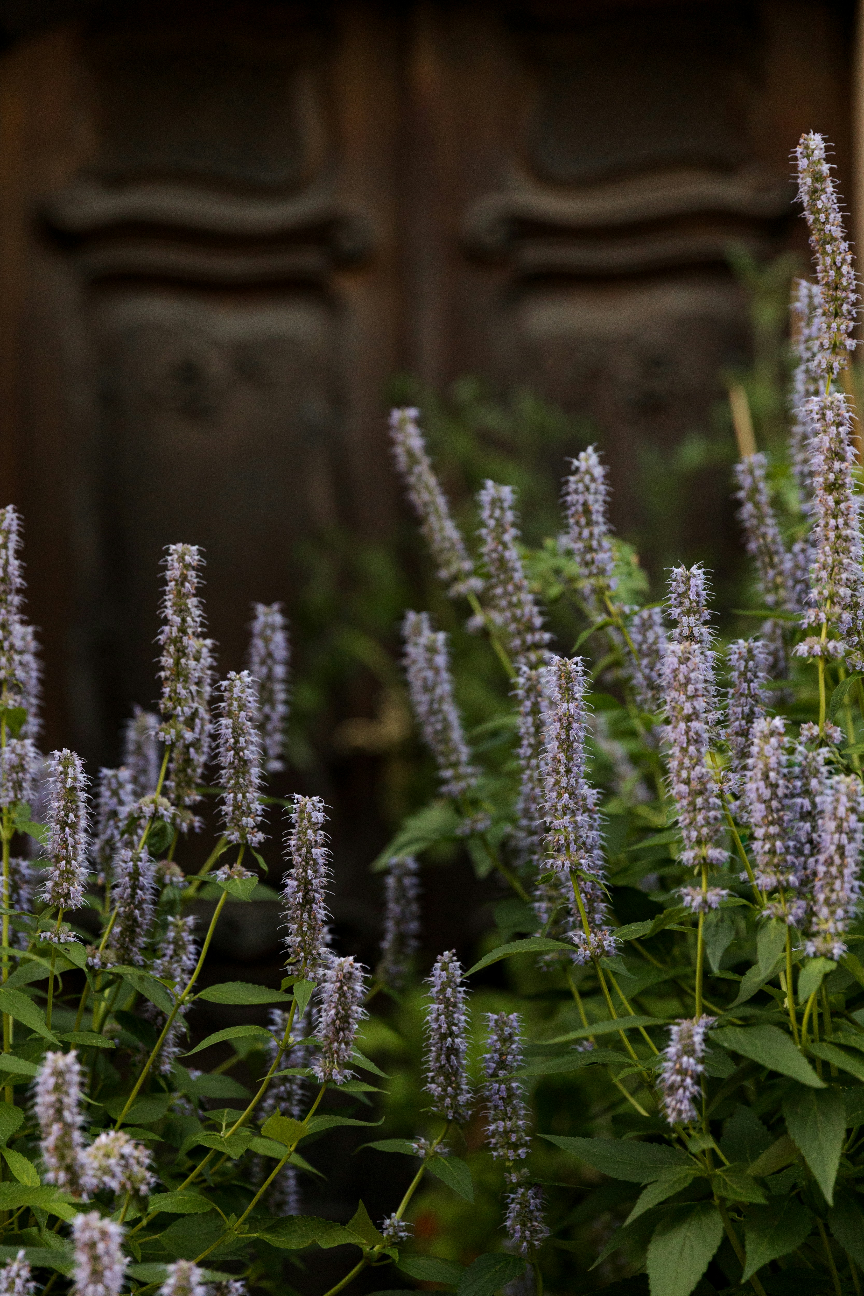 Tall lavender-like flower spikes rise in a shaded garden, with a dark wooden door backdrop and green foliage in the foreground. A natural, candid still focusing on the floral cluster dome.