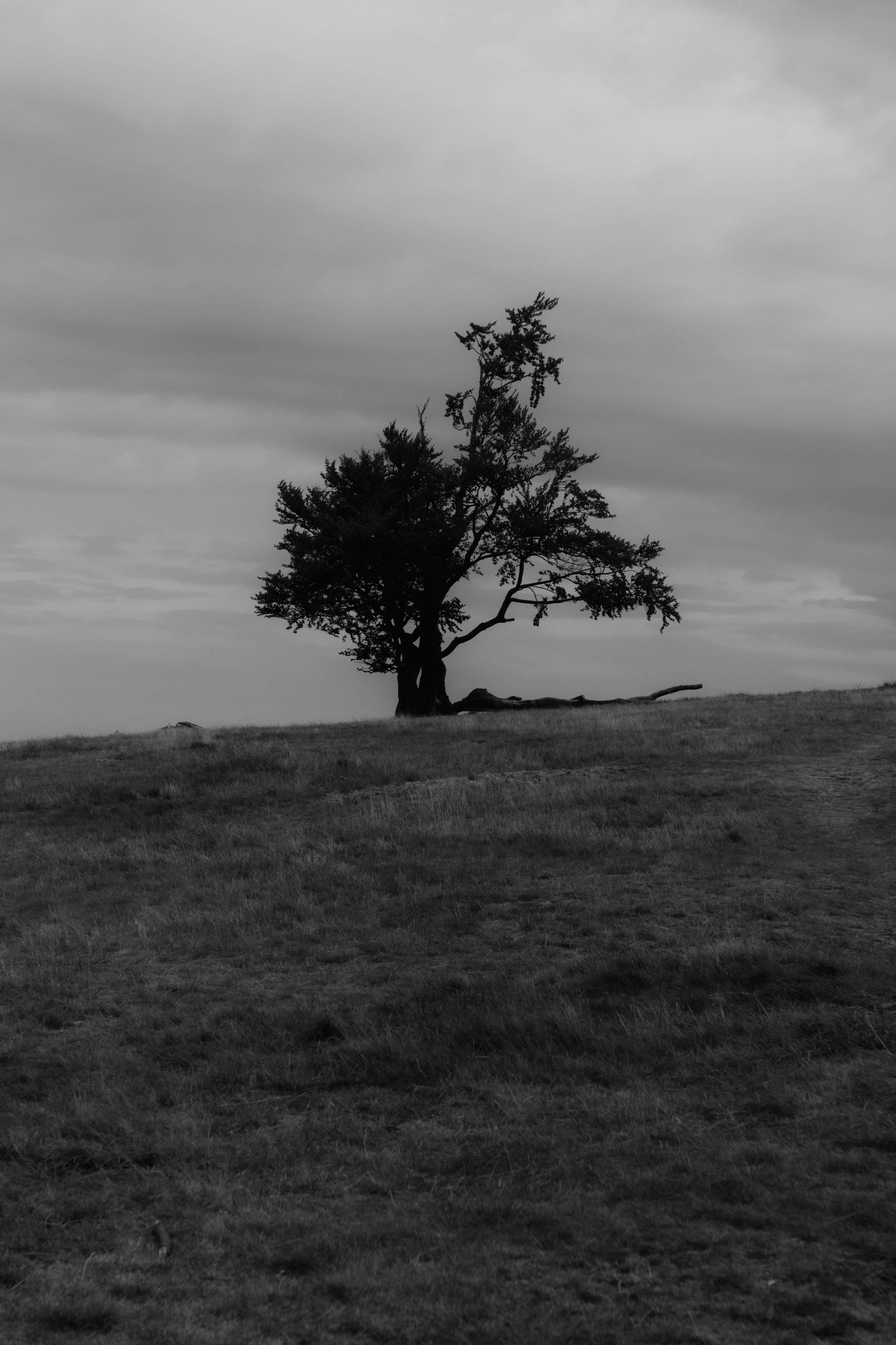 Lonely Lone Tree on a Quiet Hill
