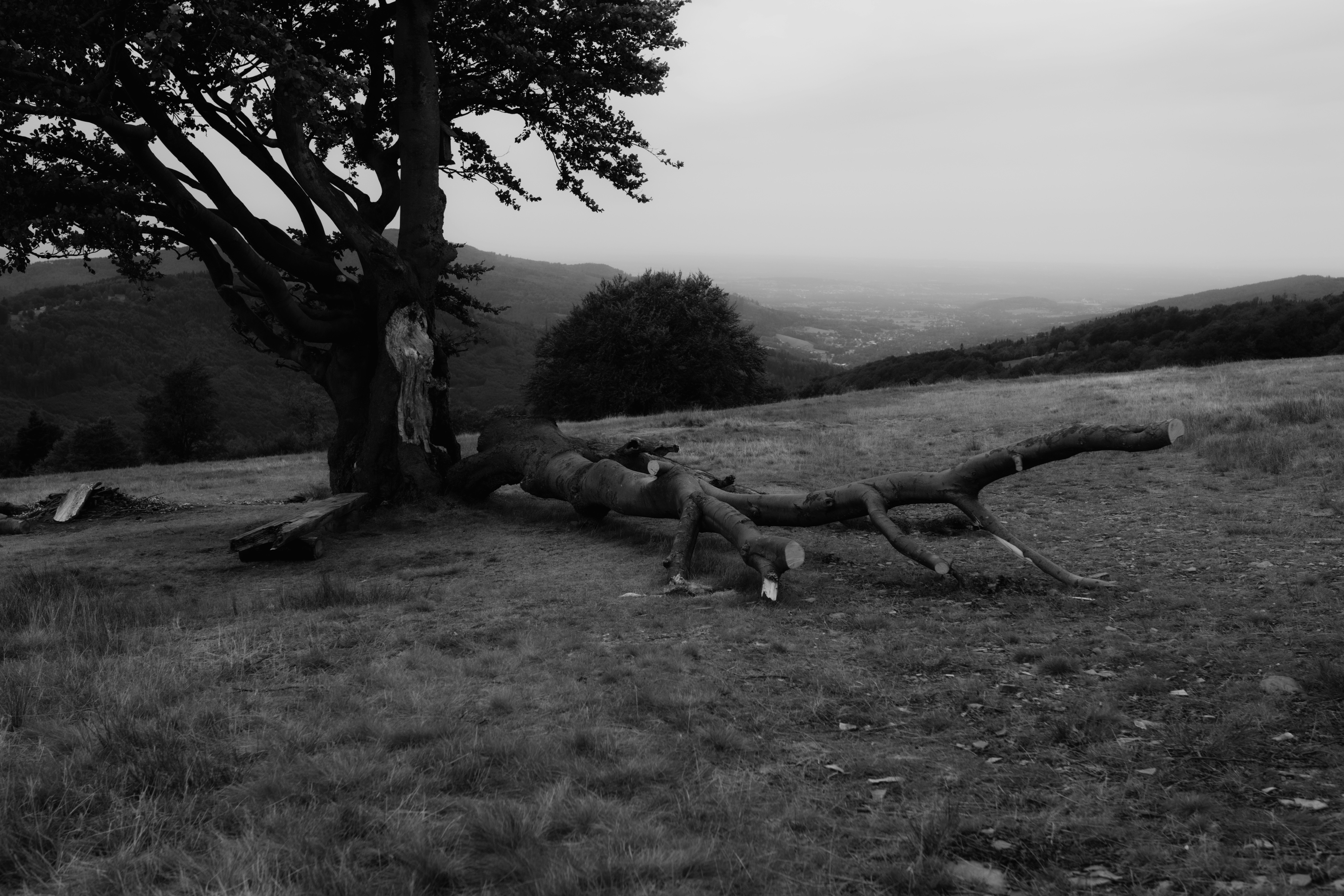 Lonely Branchwatcher: A Quiet Hilltop Scene