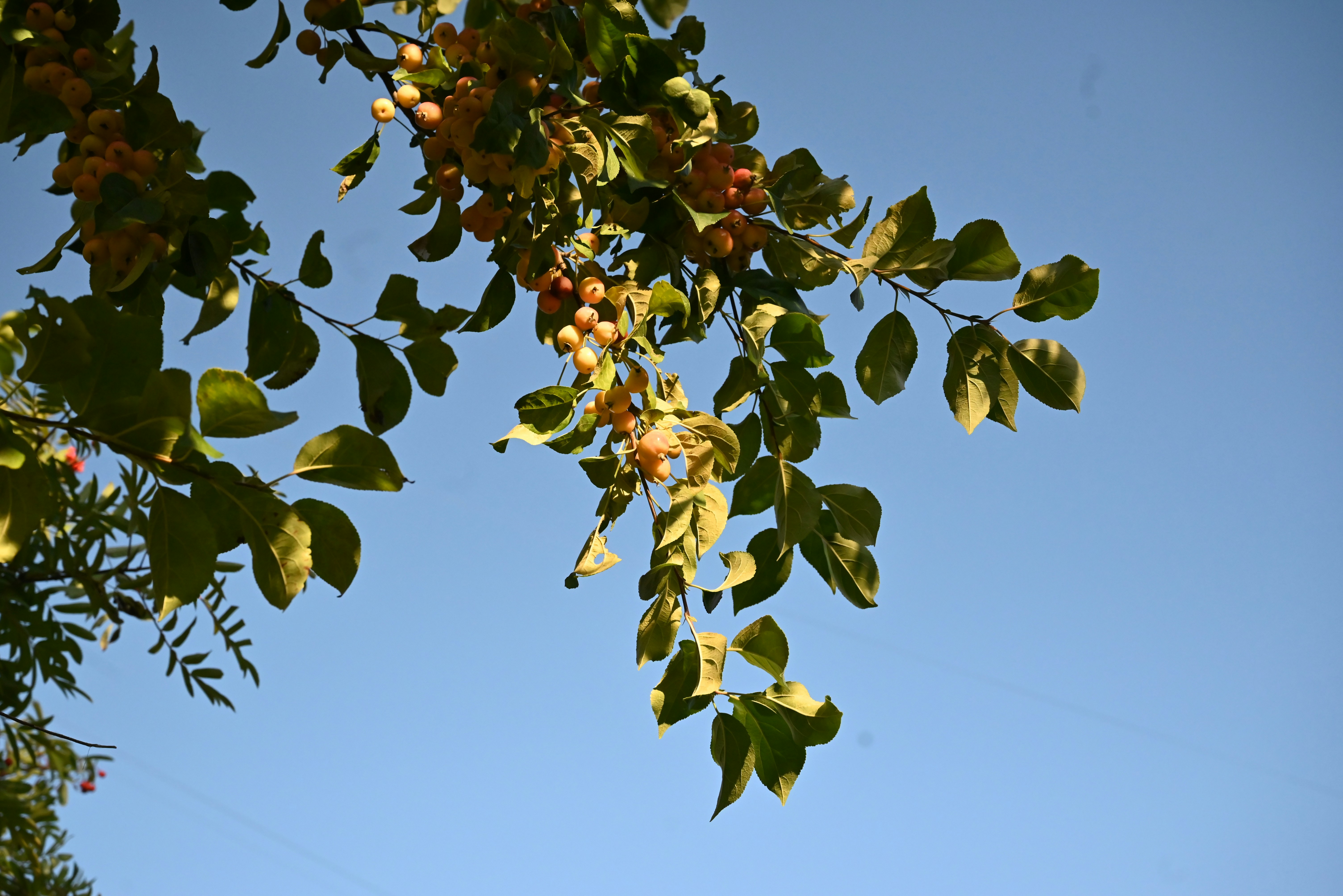 Sunlit Pear Branch Against Clear Sky