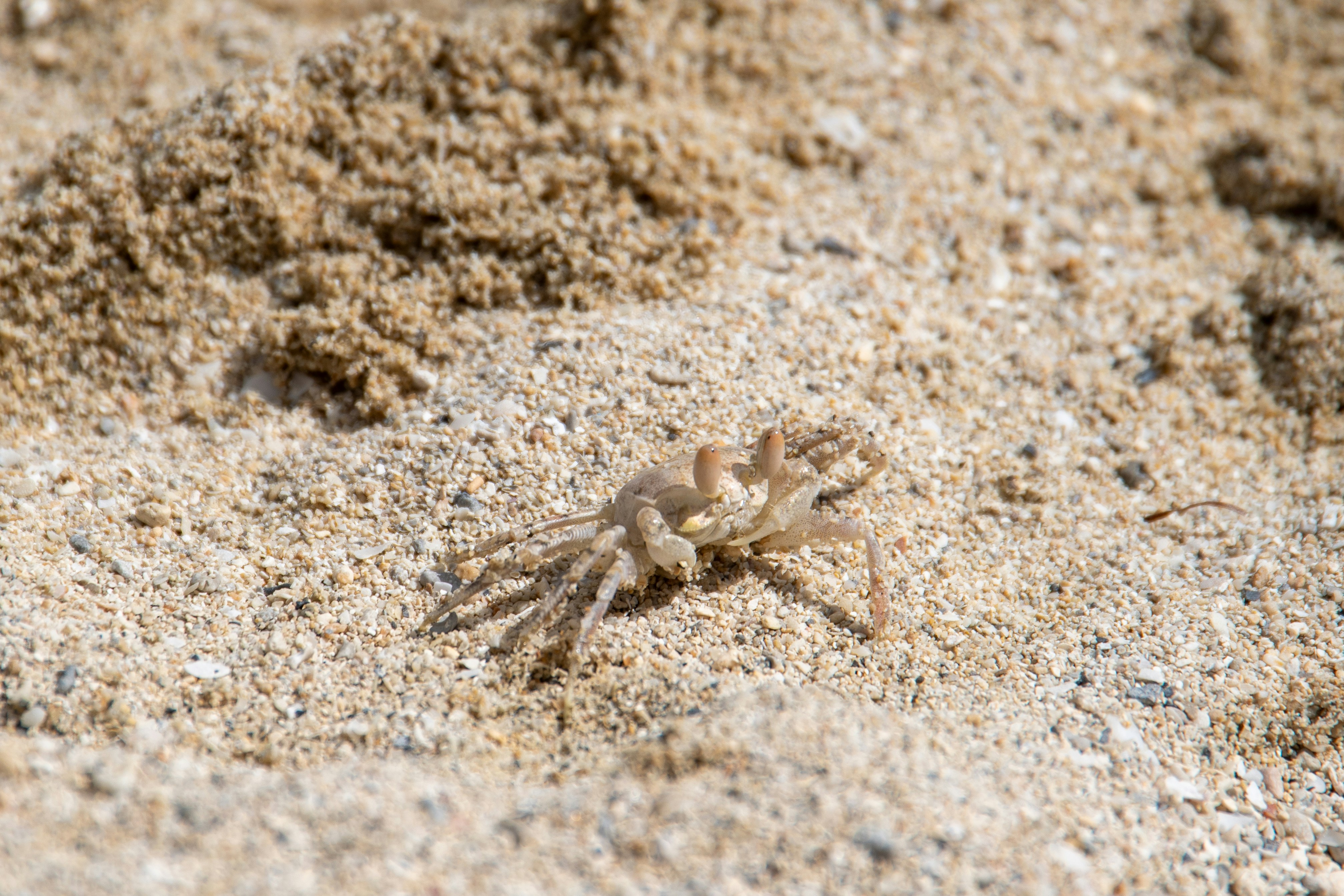 Sandbound Crustacean: A Tiny Walker in Beach Grains