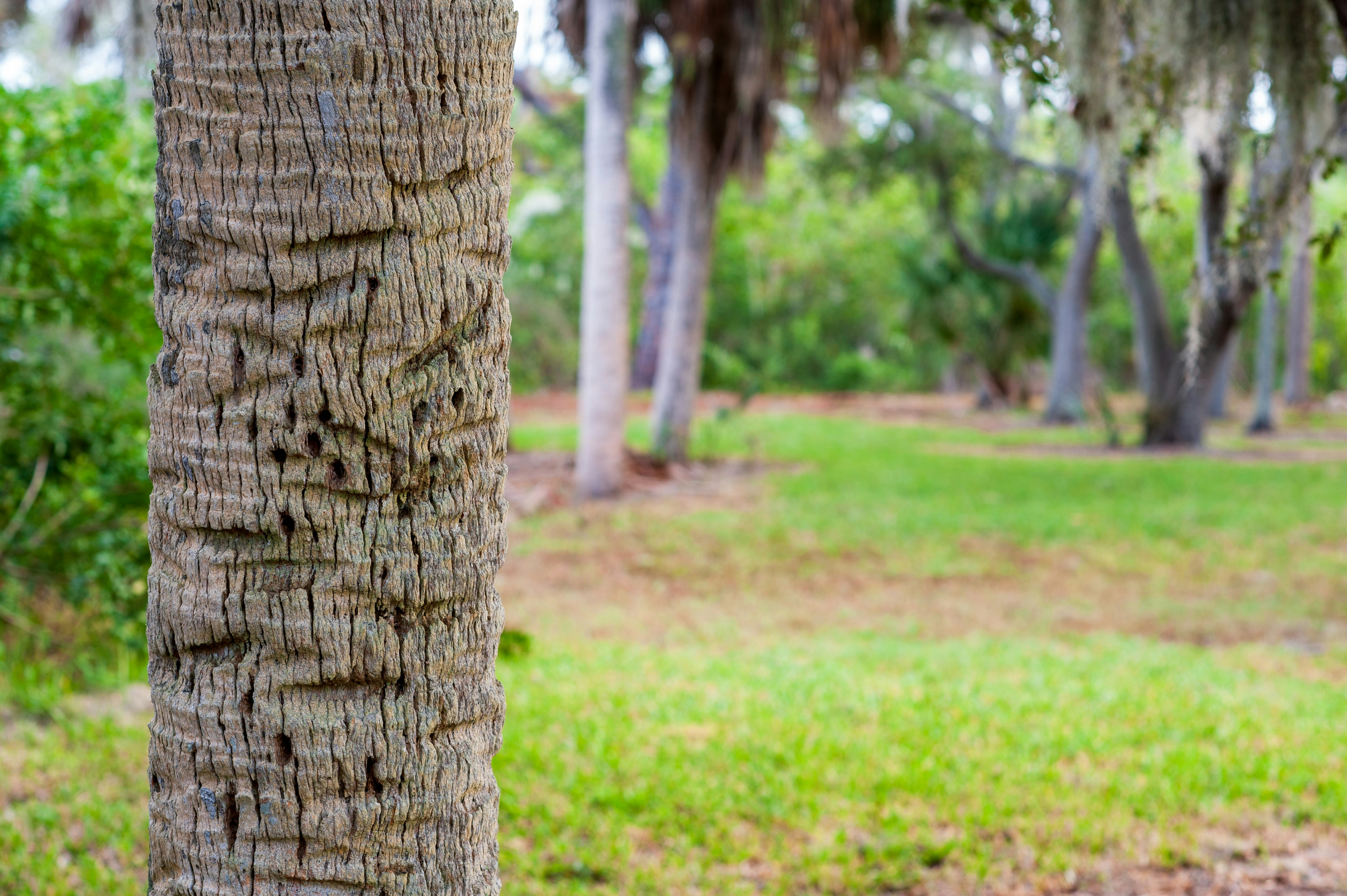 Rough Bark in a Bright Park