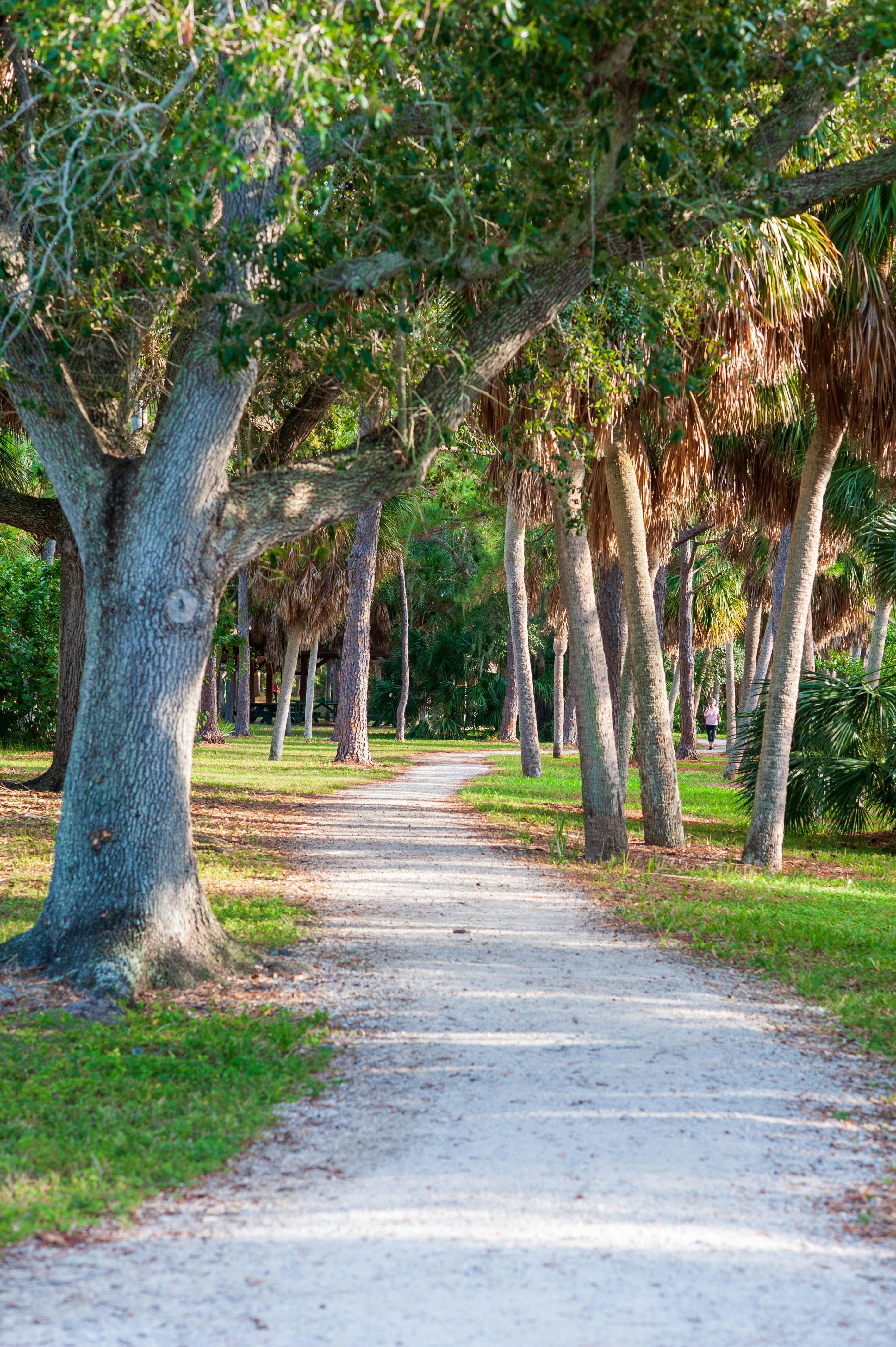 Tree-lined Path to Quiet Horizons