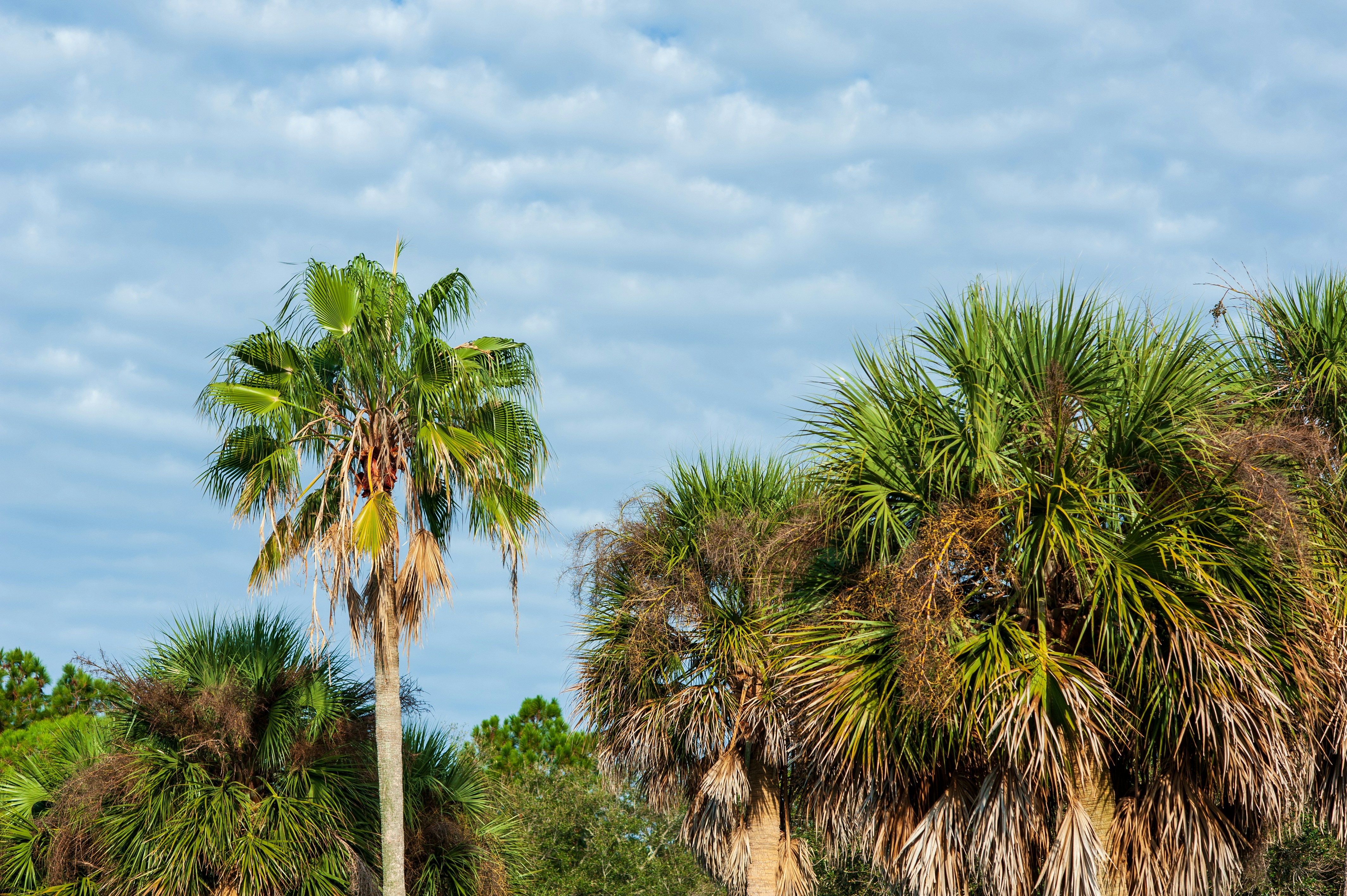 Palm Canopy Above a Quiet Texan Sky