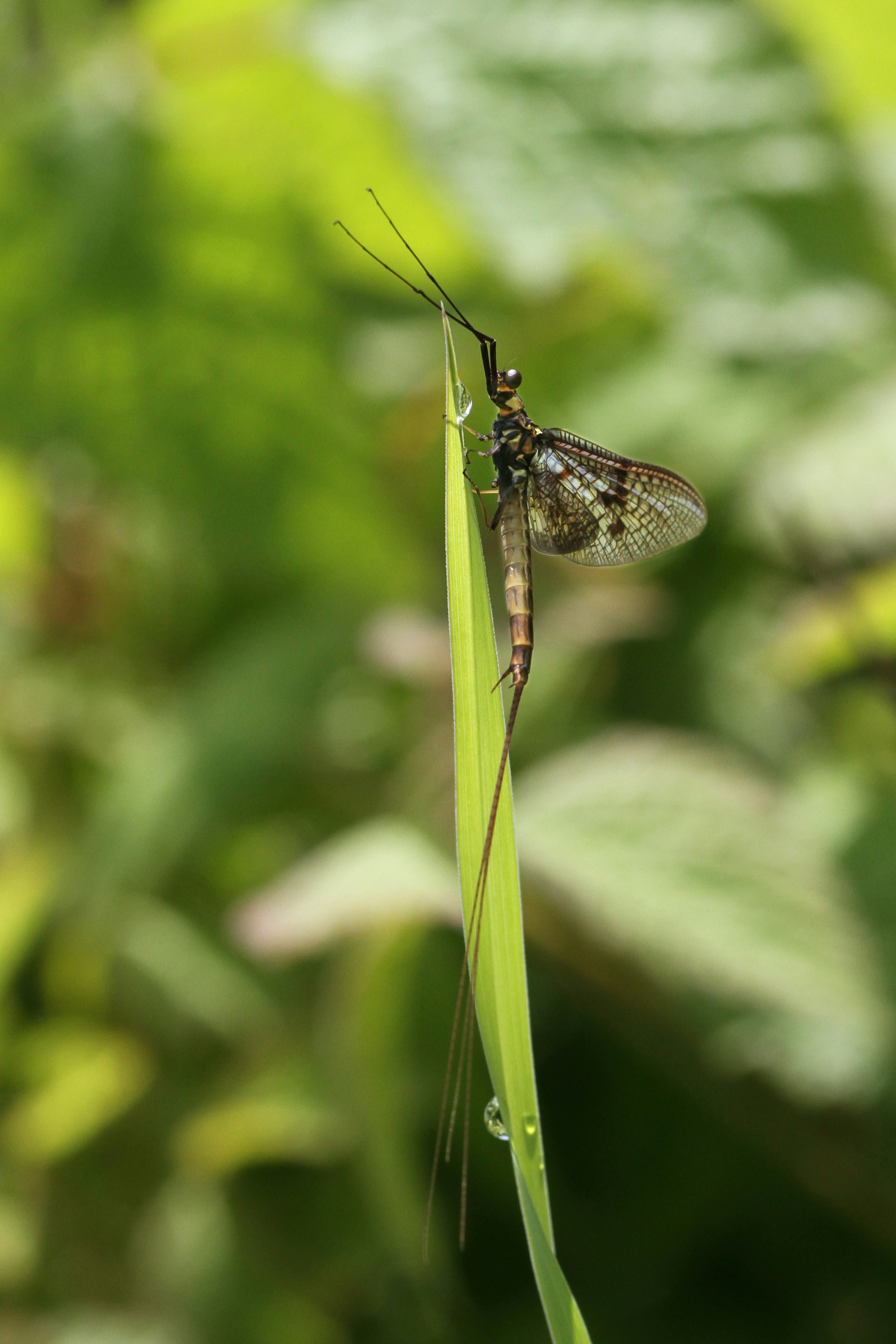 Dangling Forest Sentinel: A Dragonfly Gripping a Blade of Grass