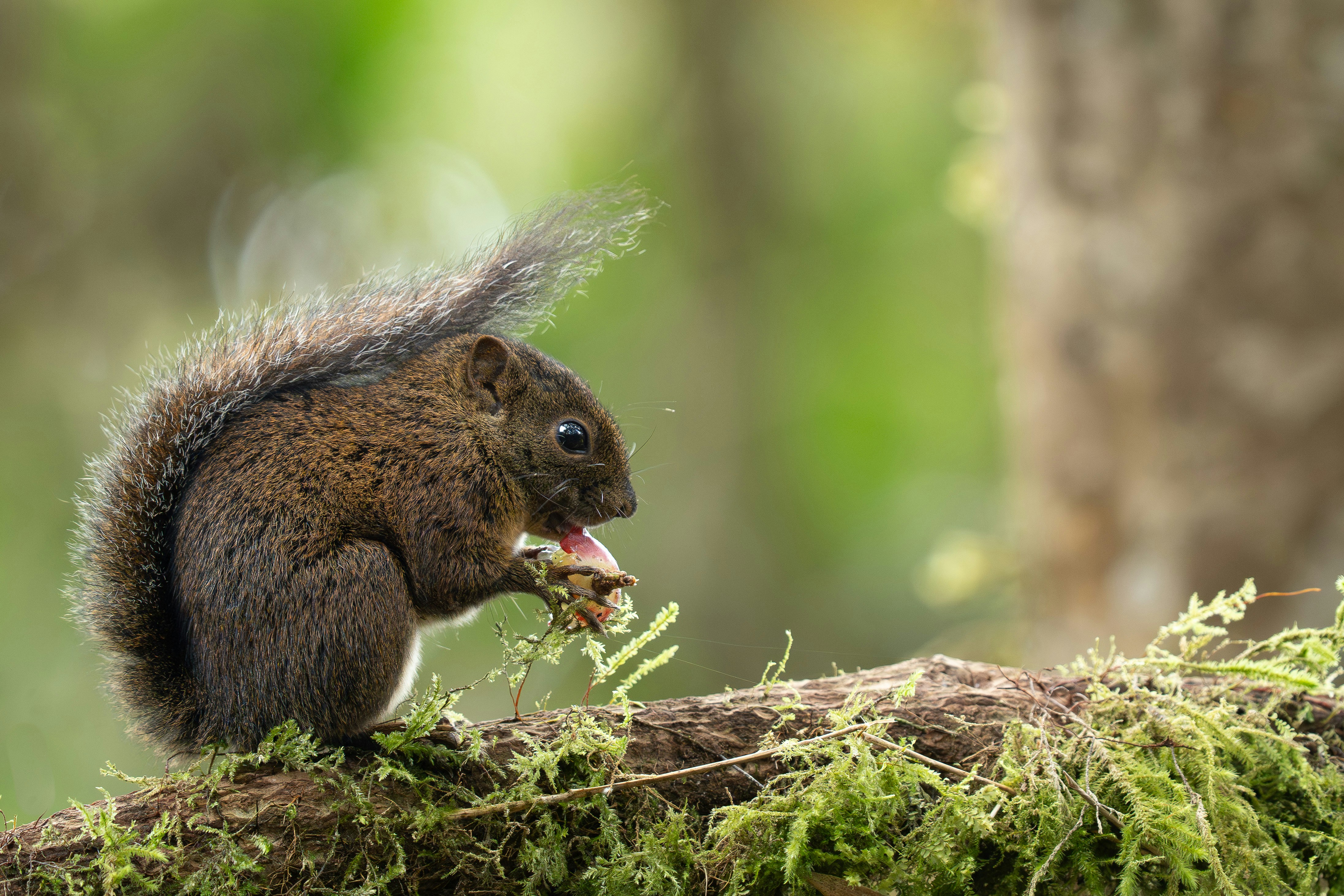 Andean Squirrel eating fruit on a mossy log.