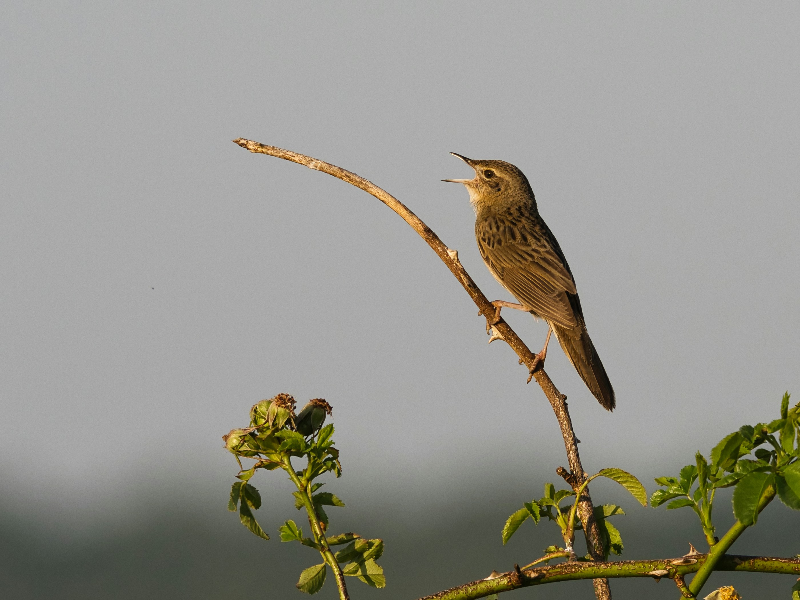 Perched Warbler Serenade on a Spring Twig