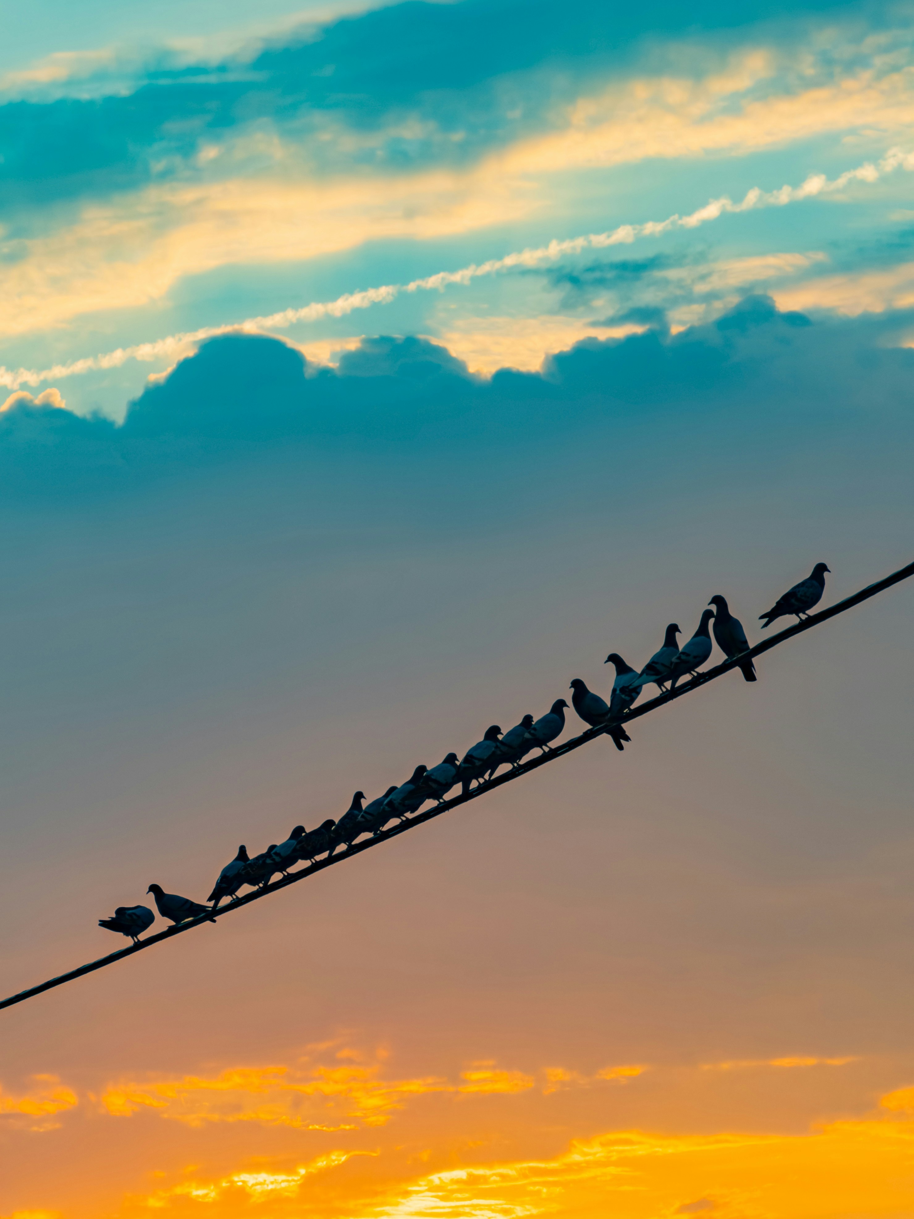 Silhouetted birds perched along a diagonal wire against a vibrant sunset sky, forming a natural line motif.