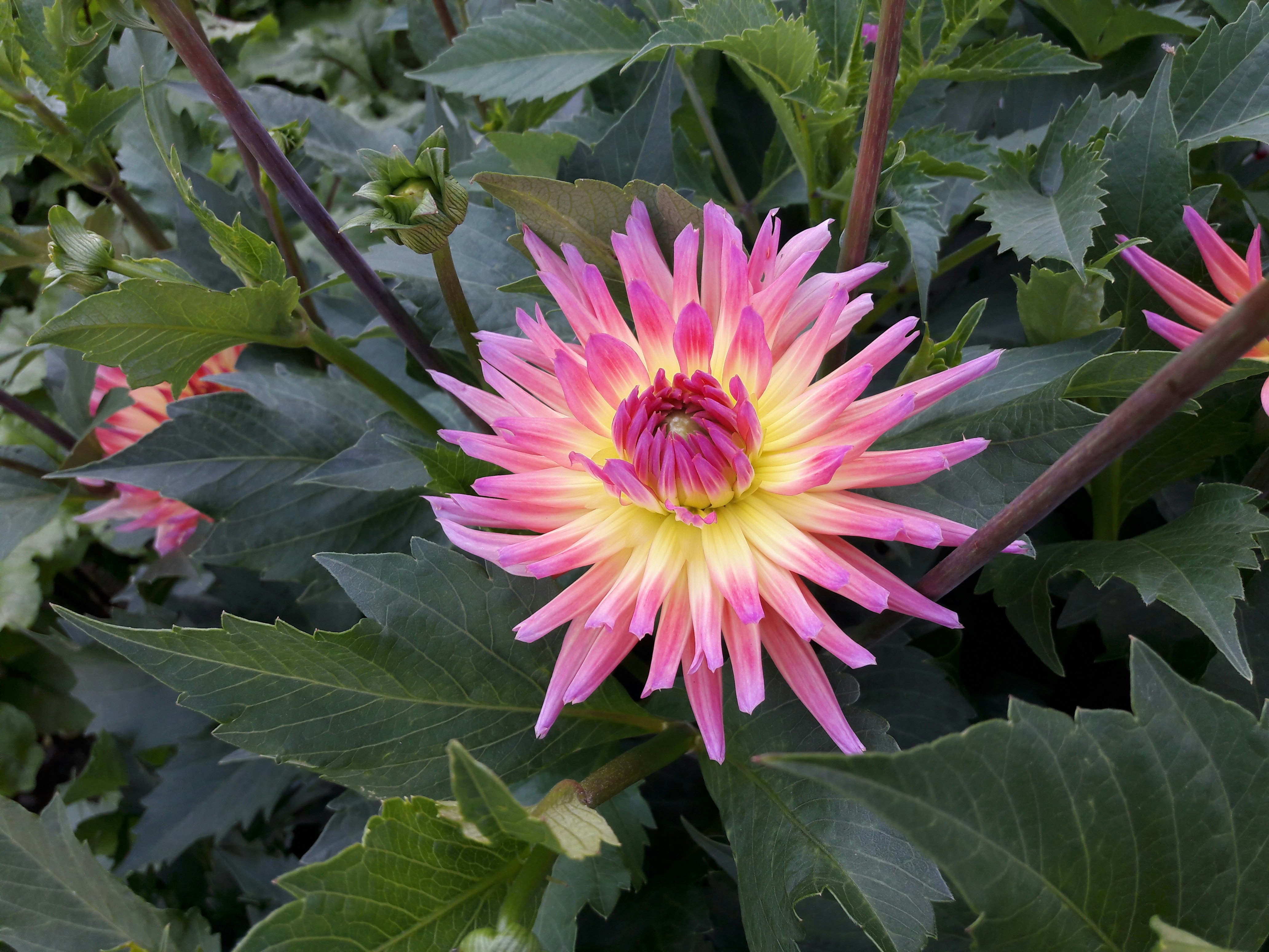 Vibrant dahlia blossom with pink and yellow petals stands prominently among dark green leaves and stems; foreground flower serves as the focal point and the surrounding foliage provides lush context.