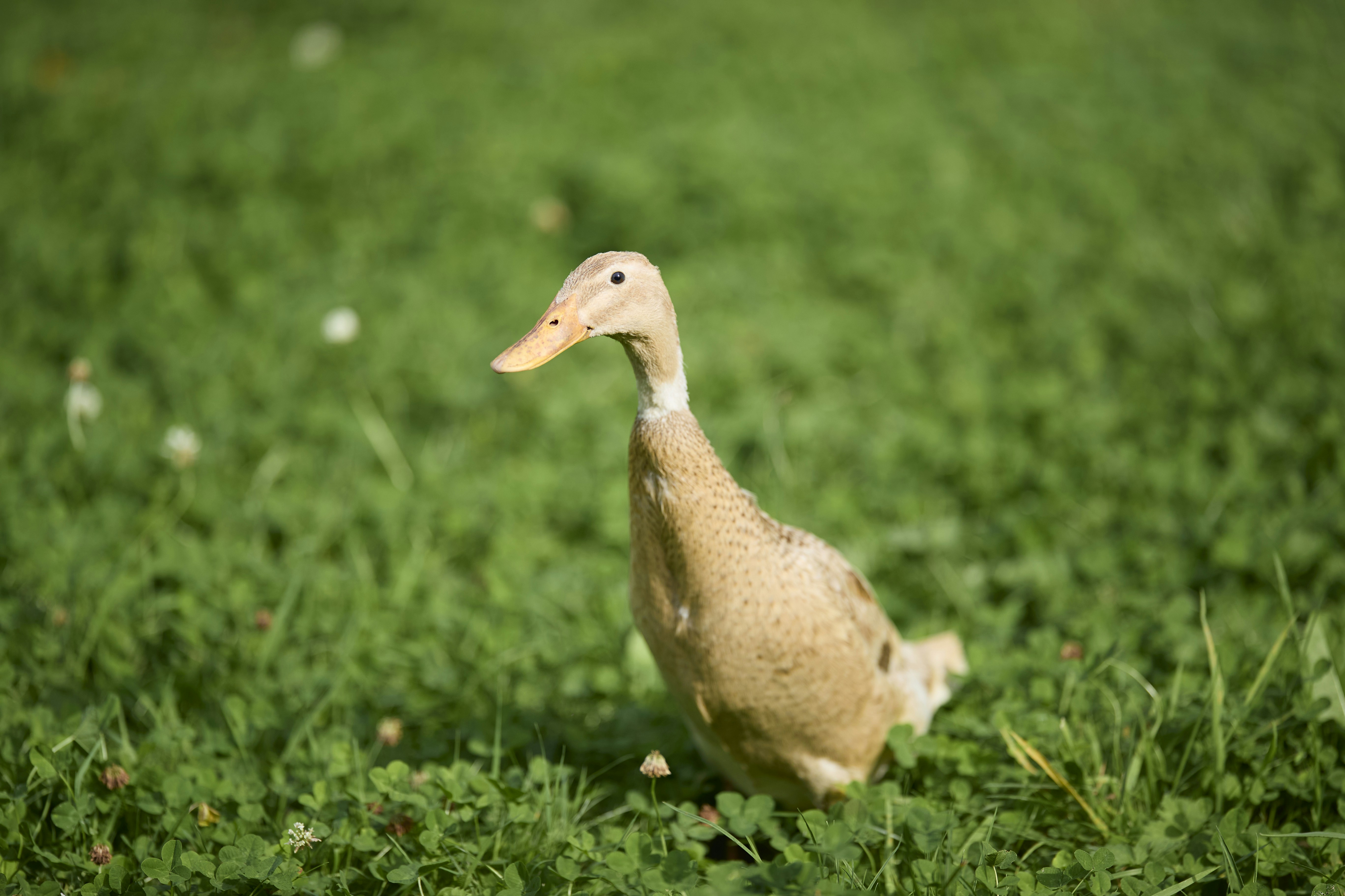 Quaint Duck in a Lush Lawn: Soft Greens and Gentle Lore