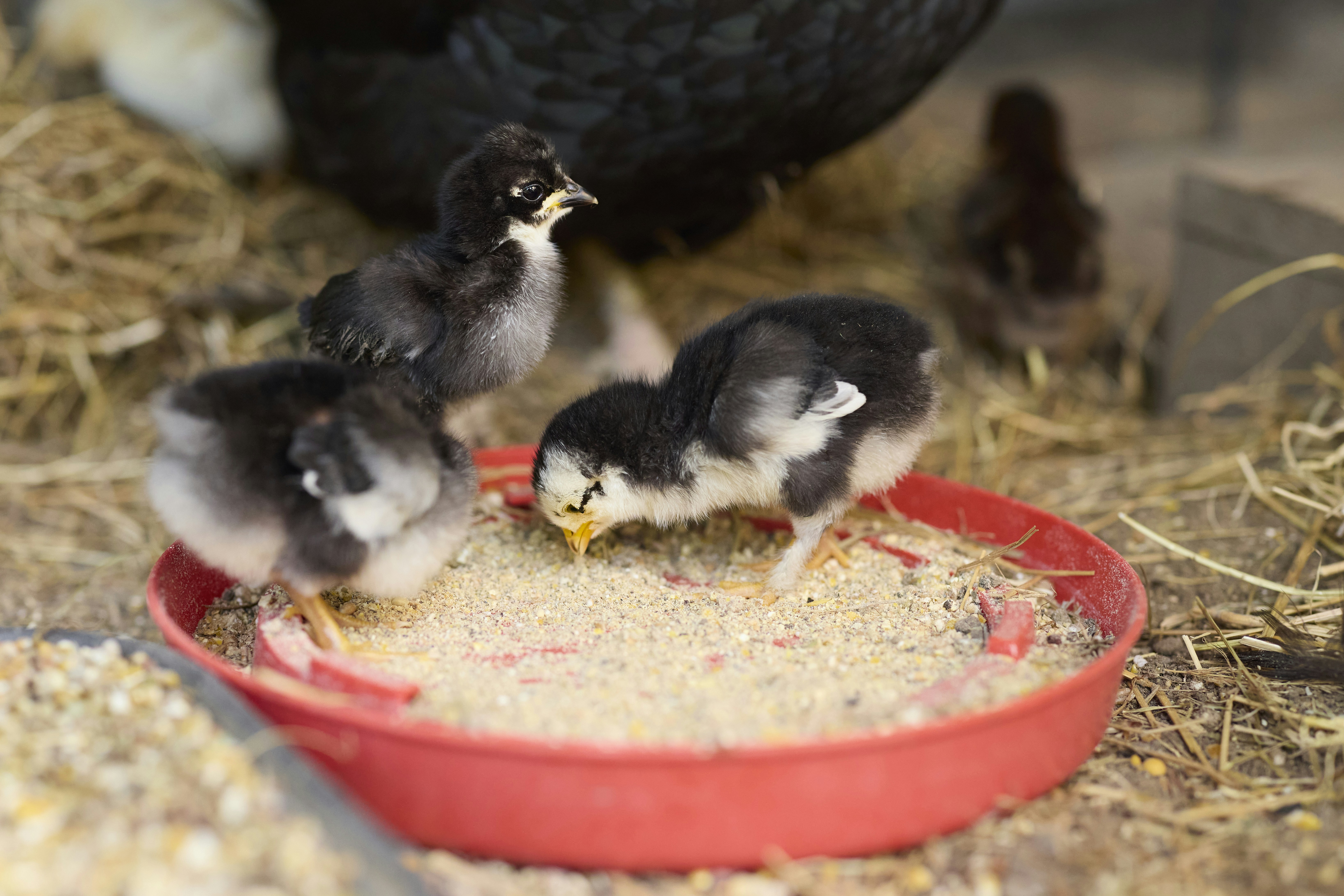 Chick Inquiry: Tiny foragers at a Red Feeding Ring