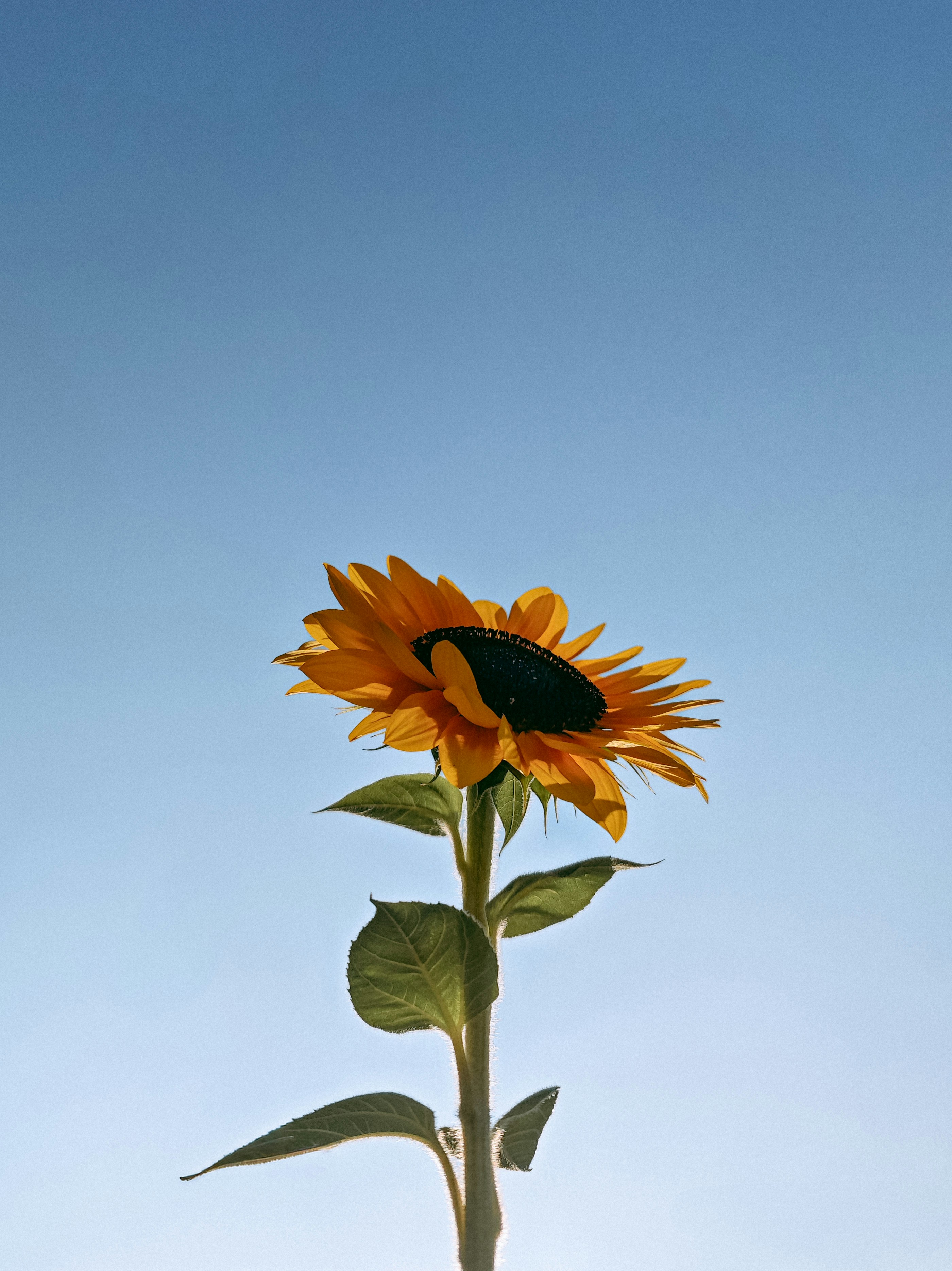 Solar Bloom Reaching Toward the Sky