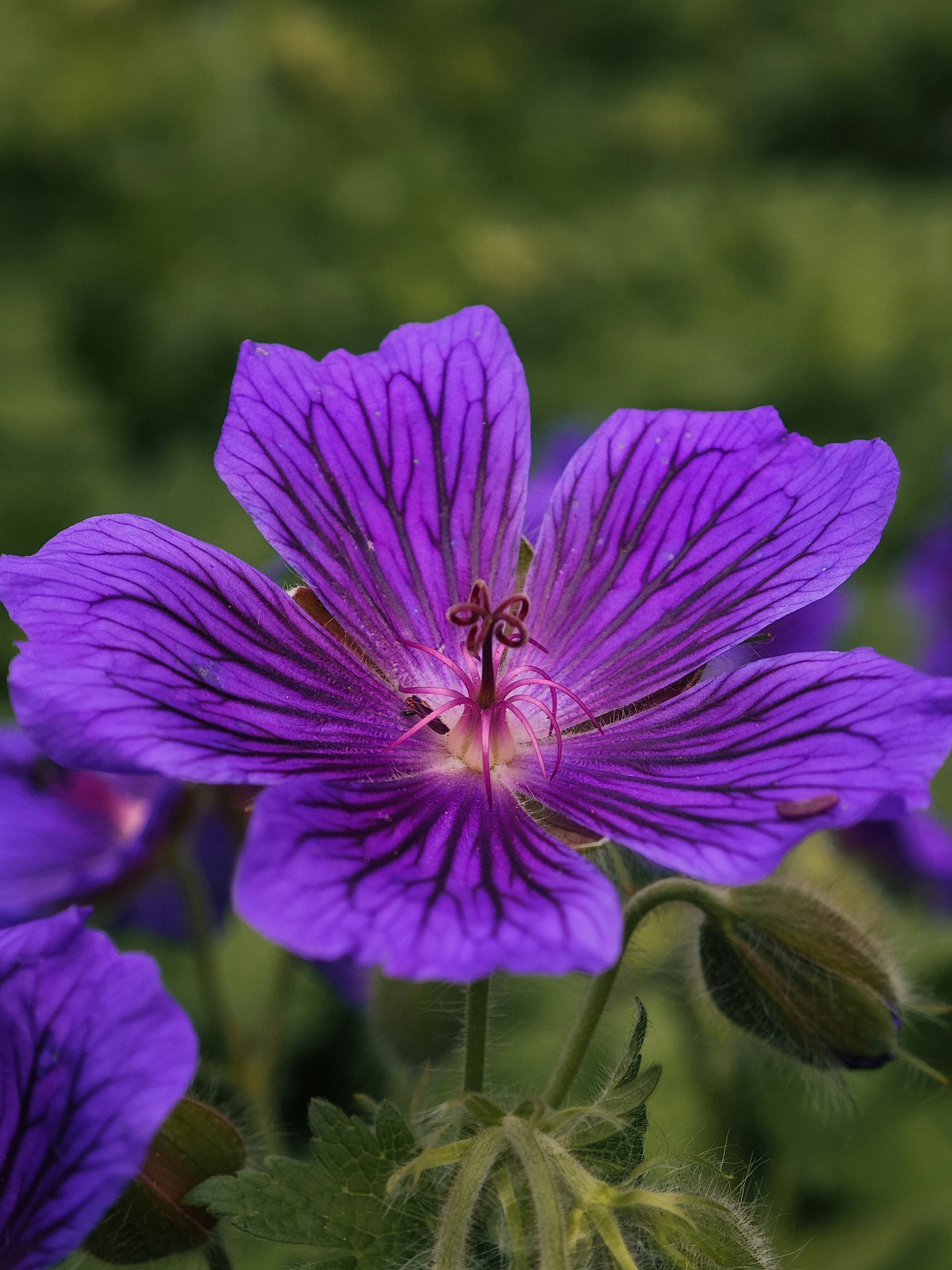 Purple Vein: A Close-Up of Iris-Like Petals and Center Stamen