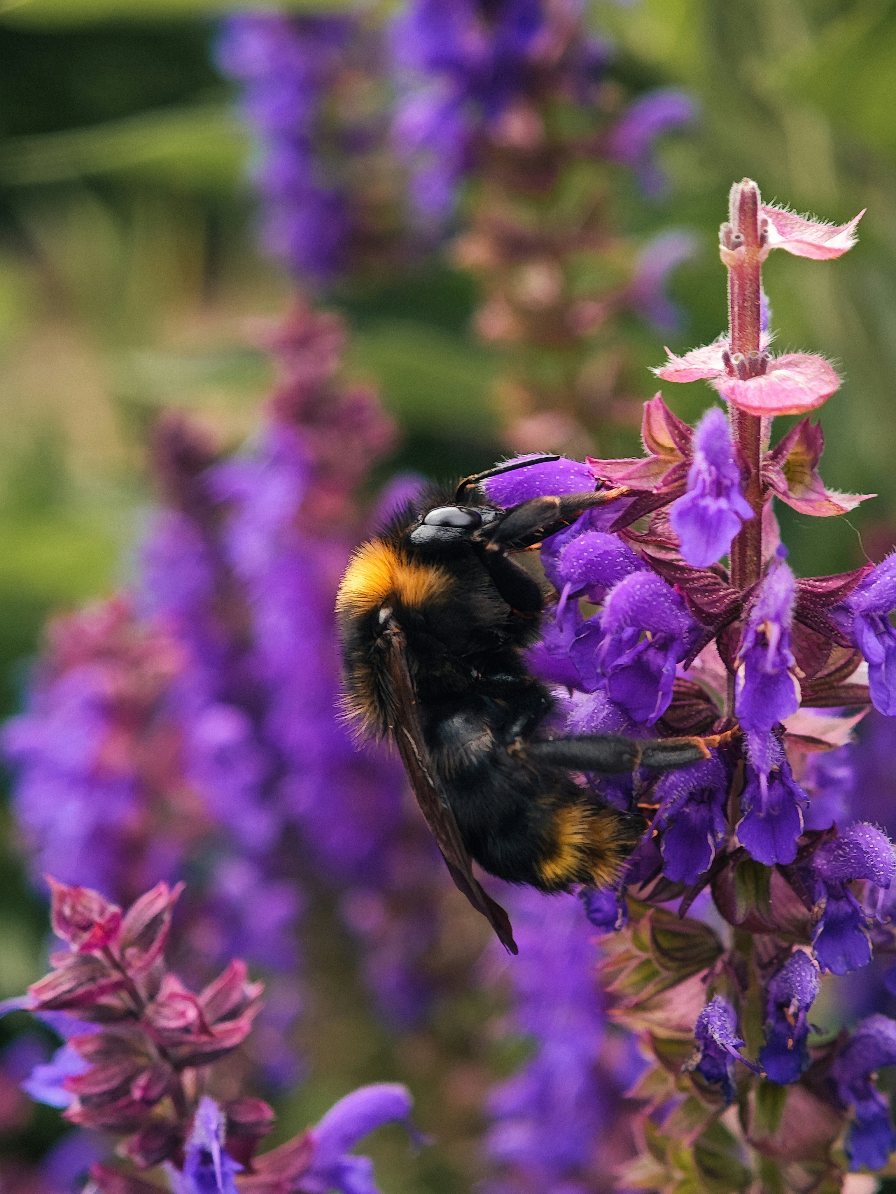 Bejeweled Bee on Velvet Amethyst Spikes