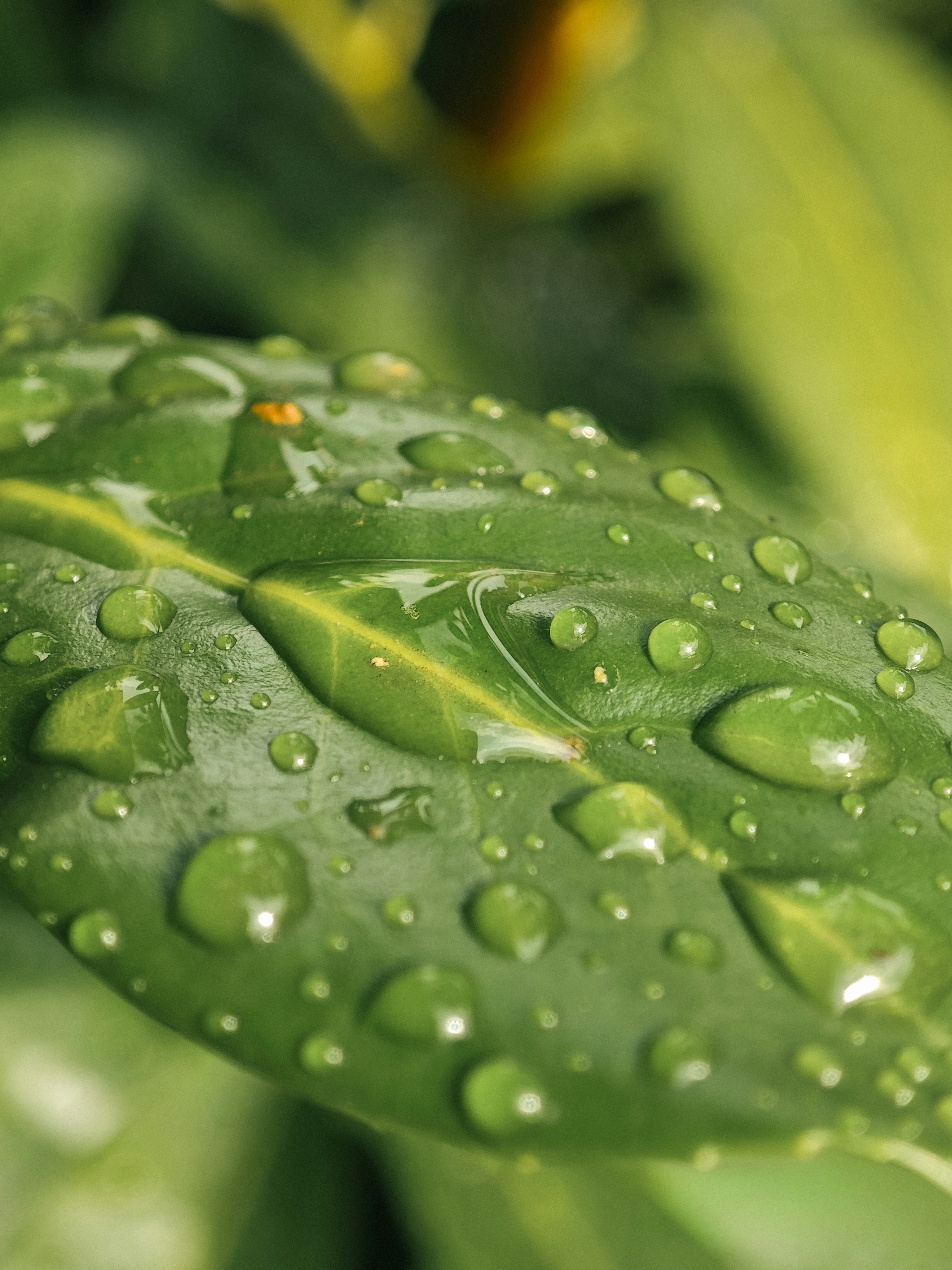 Close-up of a lush green leaf dotted with glistening water droplets, highlighting texture and venation in bright morning light.