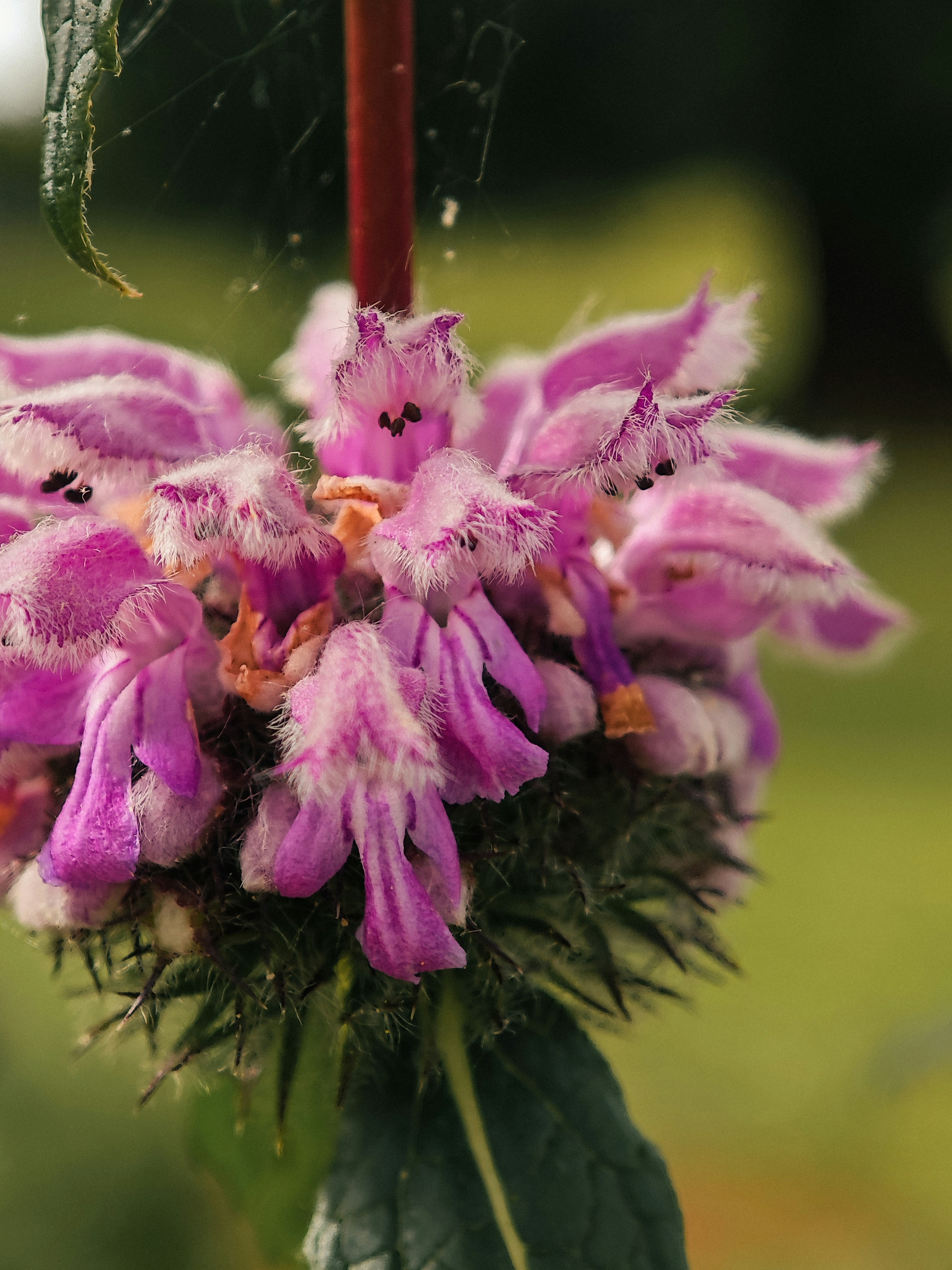 Close-Up of Purple Blooms on a Dewy Stem