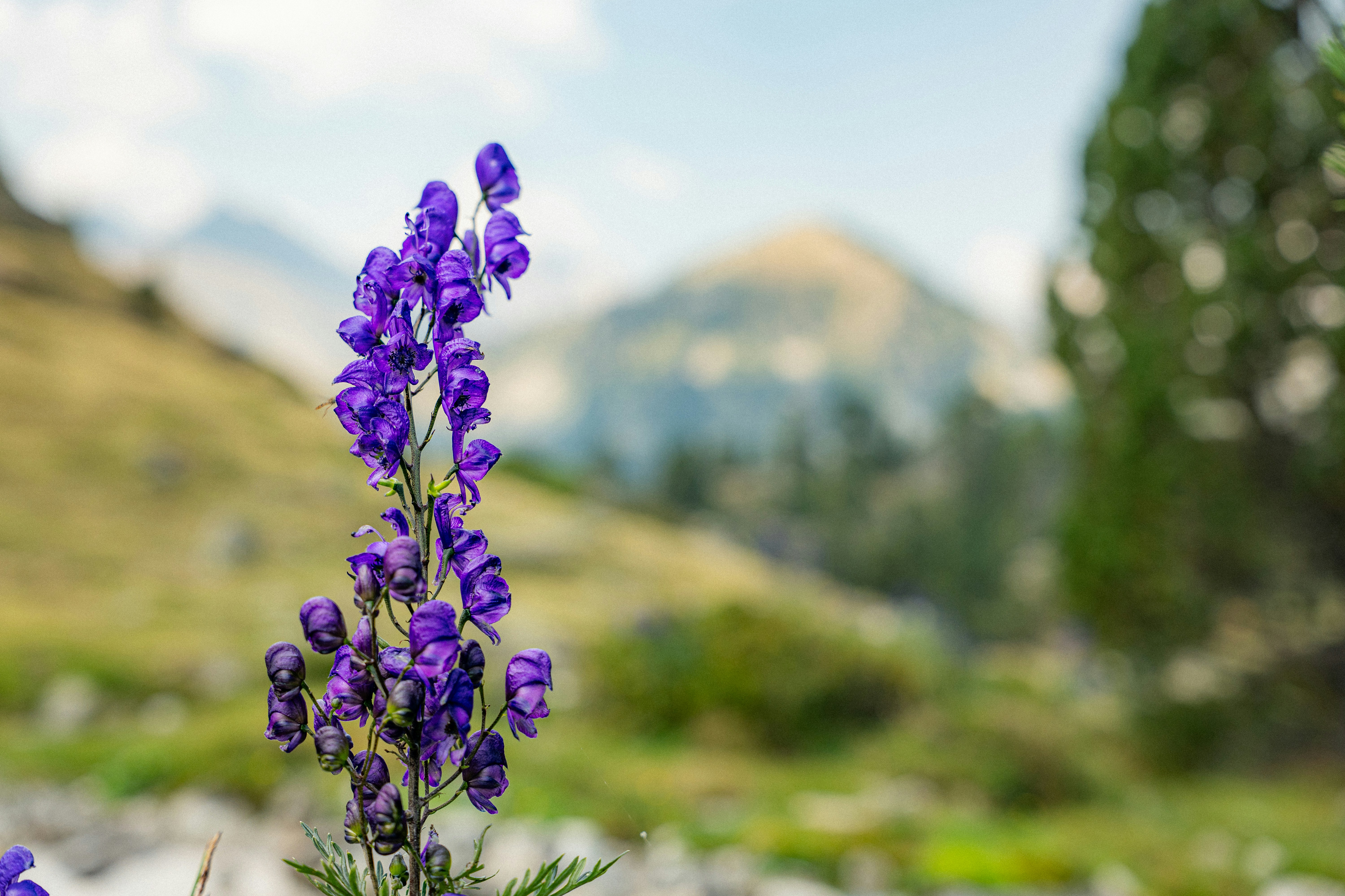 Purple Peak: A Lonely Lupine Reaches Toward Mountain Light