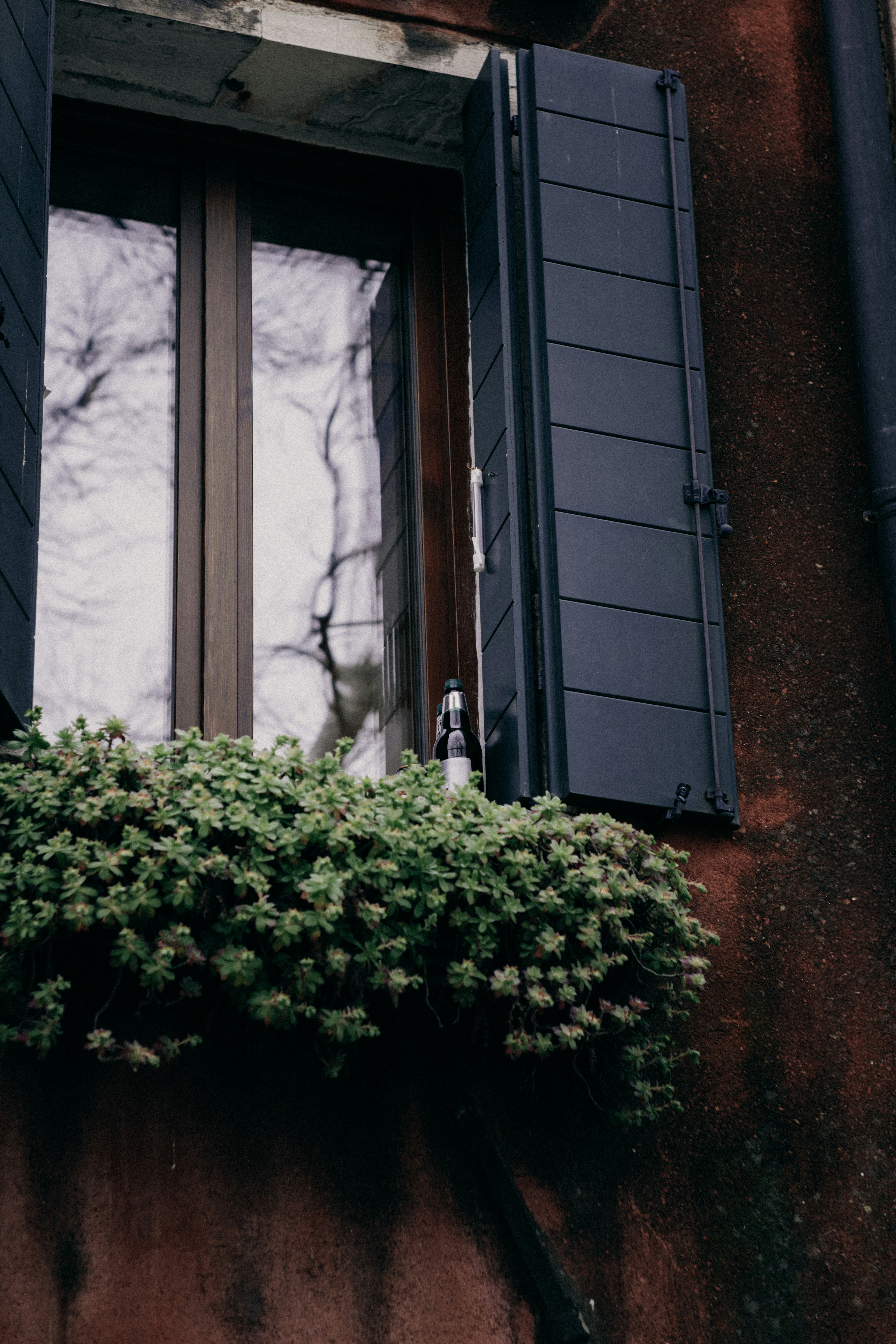 A weathered window with dark blue shutters opens onto a small ledge filled with green plants, a bottle resting near the sill. The scene captures muted natural light and the texture of the brick facade.