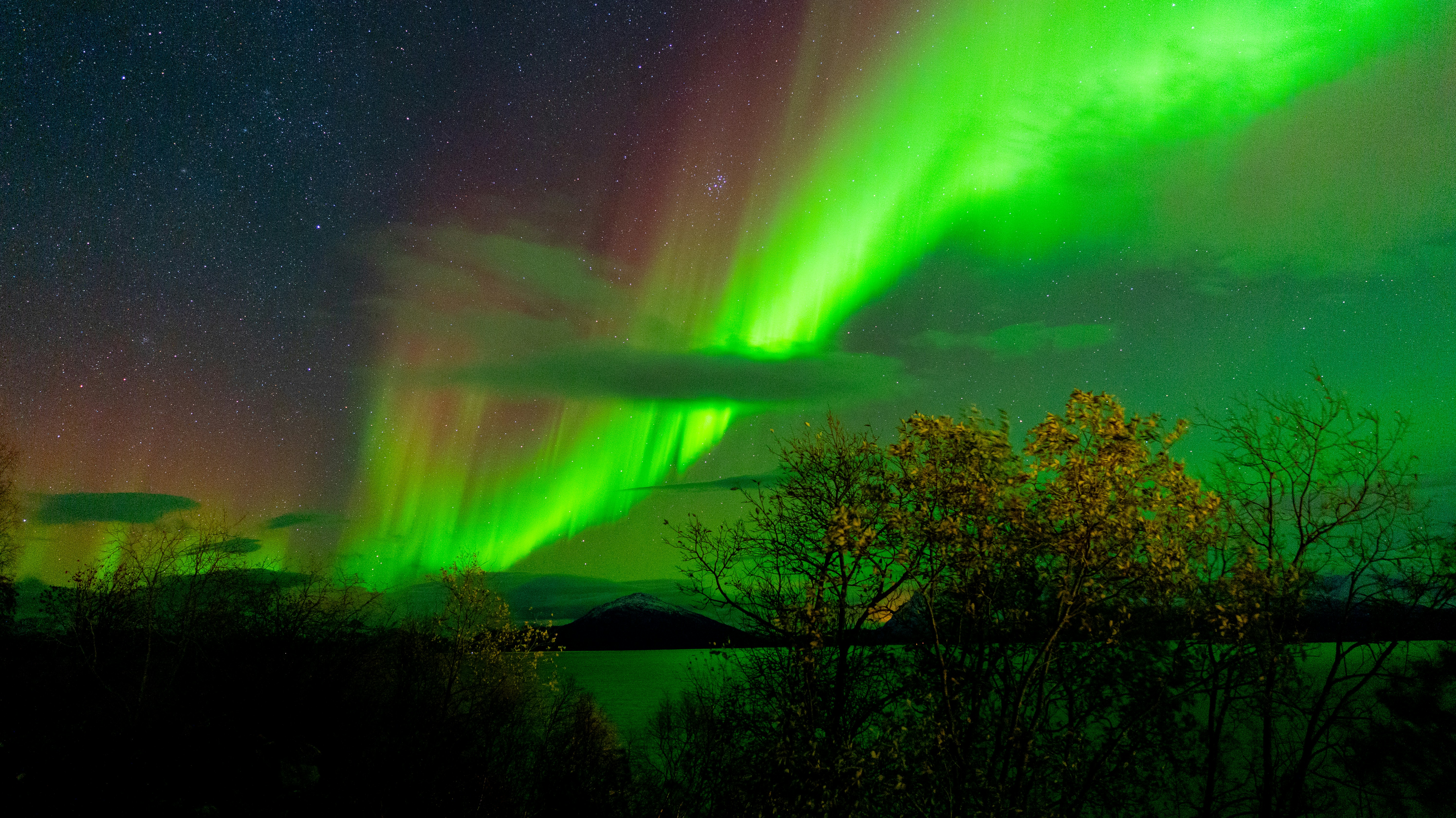 Aurora Veil Over Silent Pines