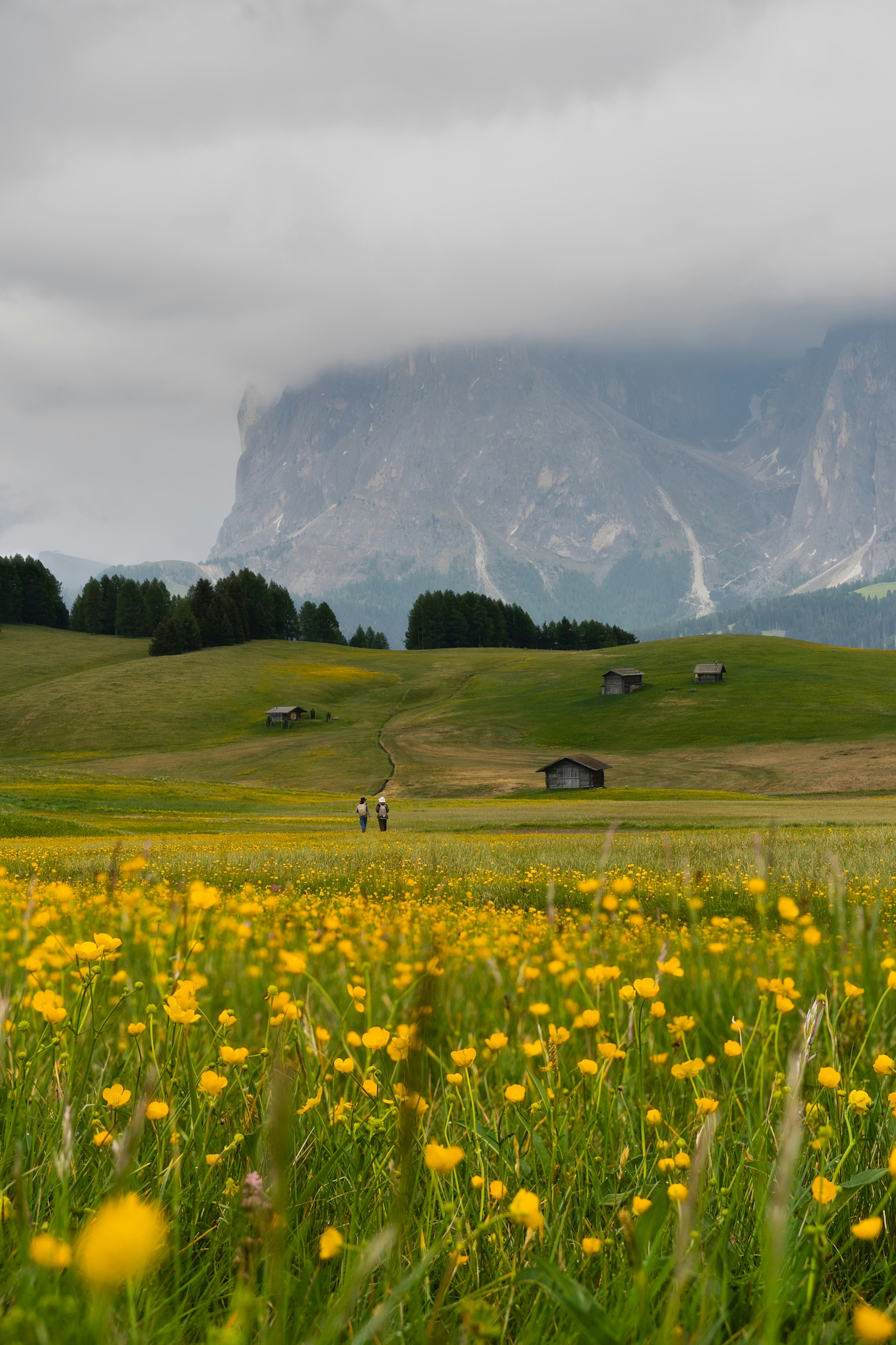 Yellow Meadow Overlook beneath a Misty Alpine Wall