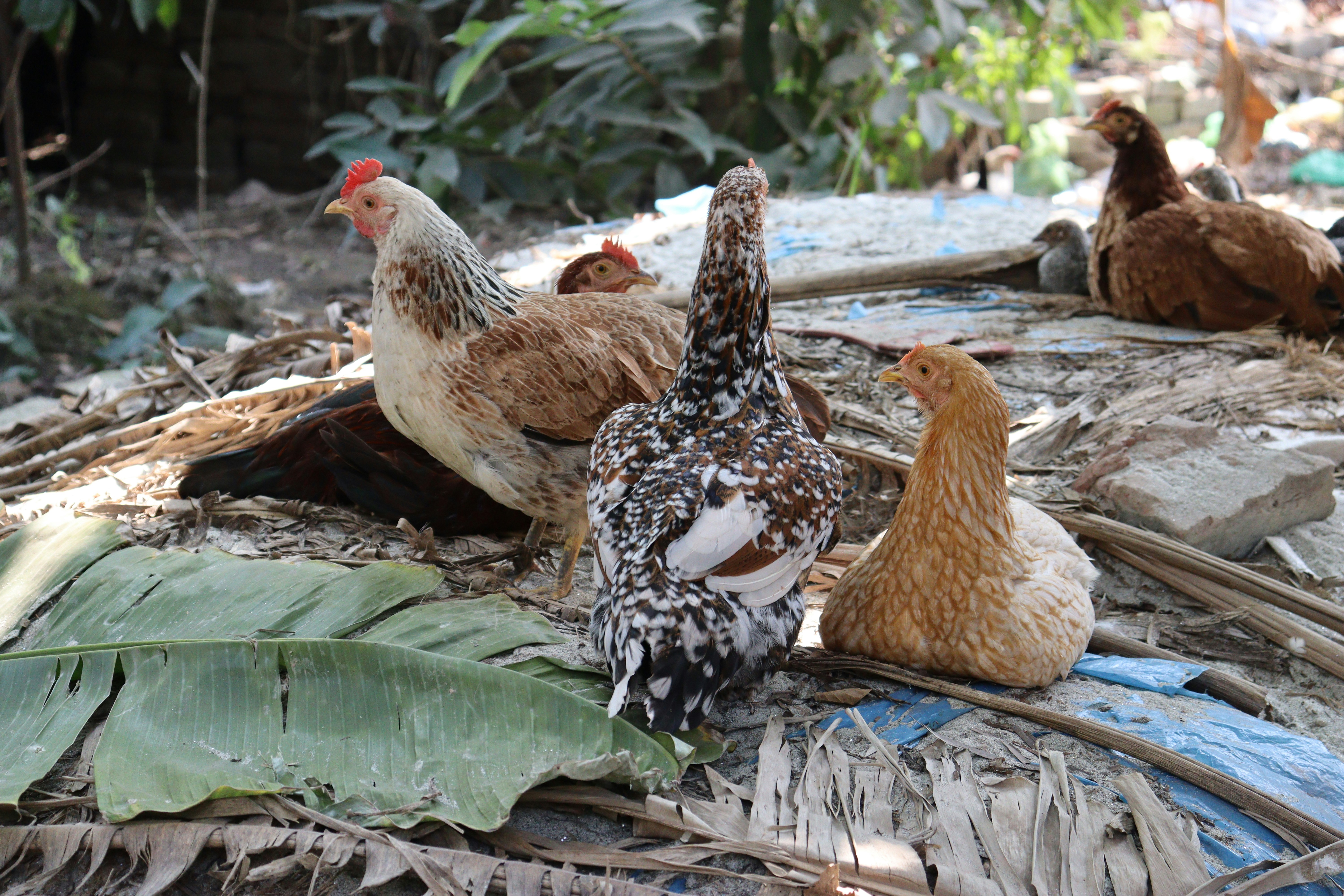 Feathered Congregation by Sunlit Leaf-Litter