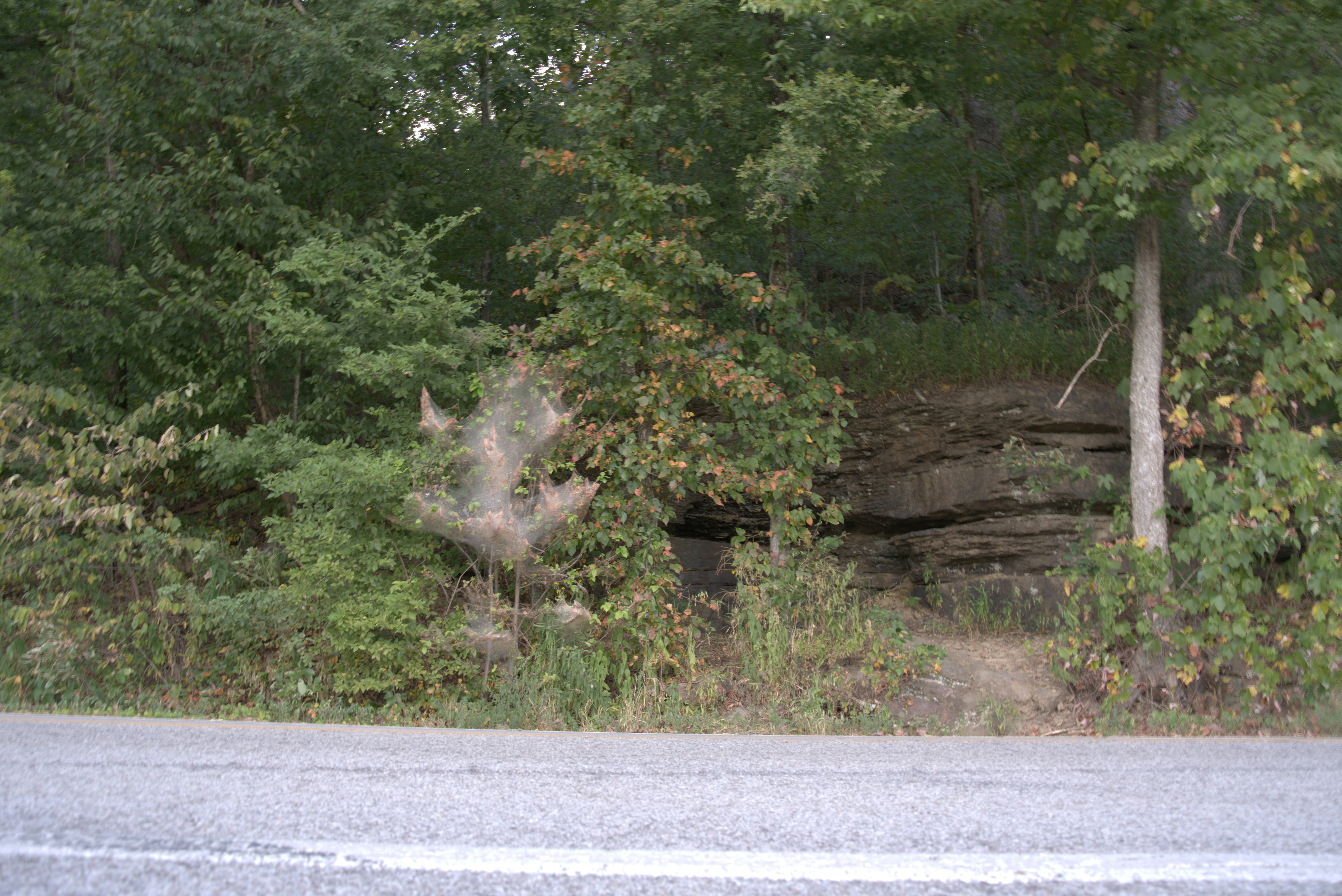 Roadside Clearing: A Quiet Break in the Forest