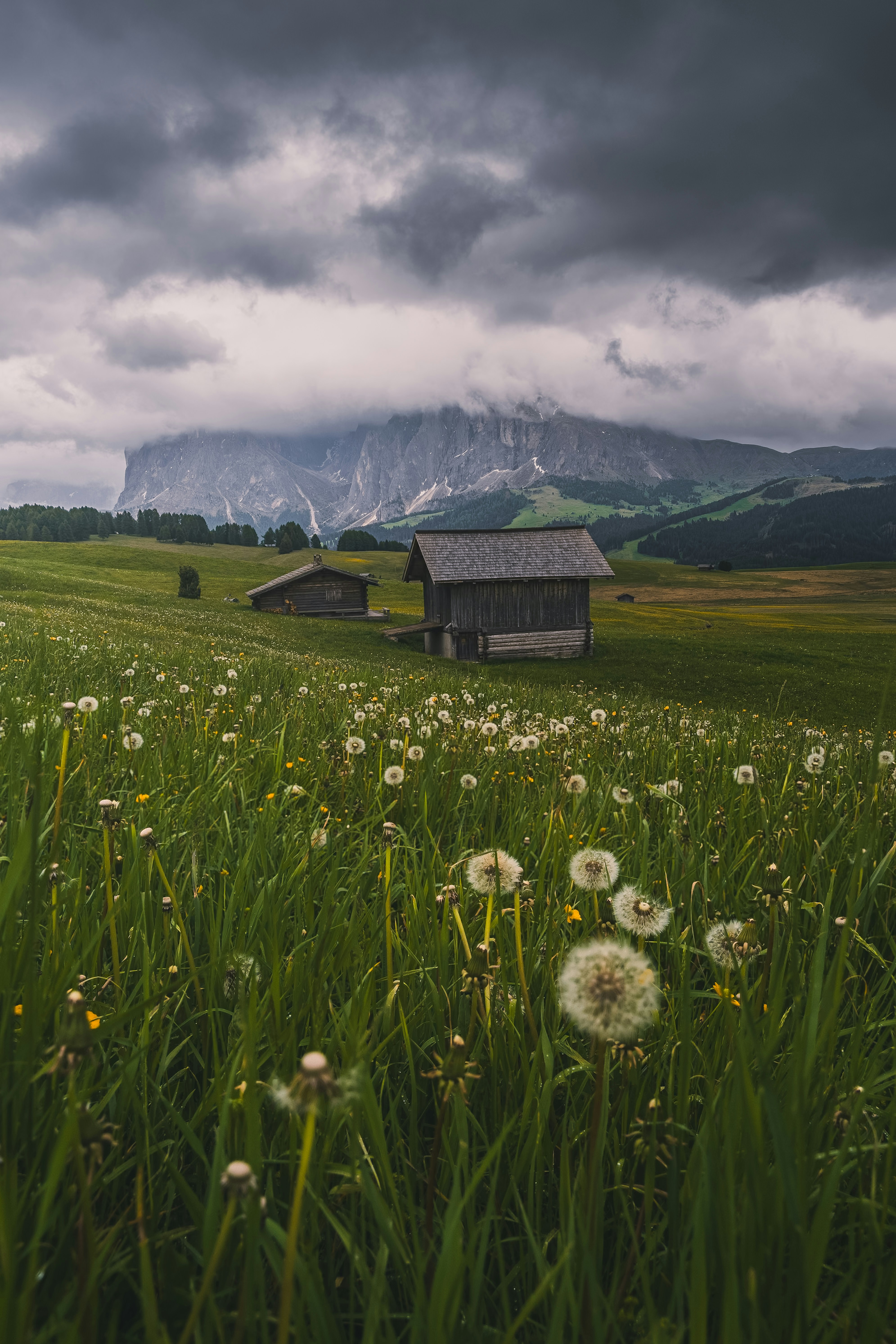 Rolling meadow with dandelions and wildflowers, weathered wooden huts, and dramatic cloud cover above alpine mountains.