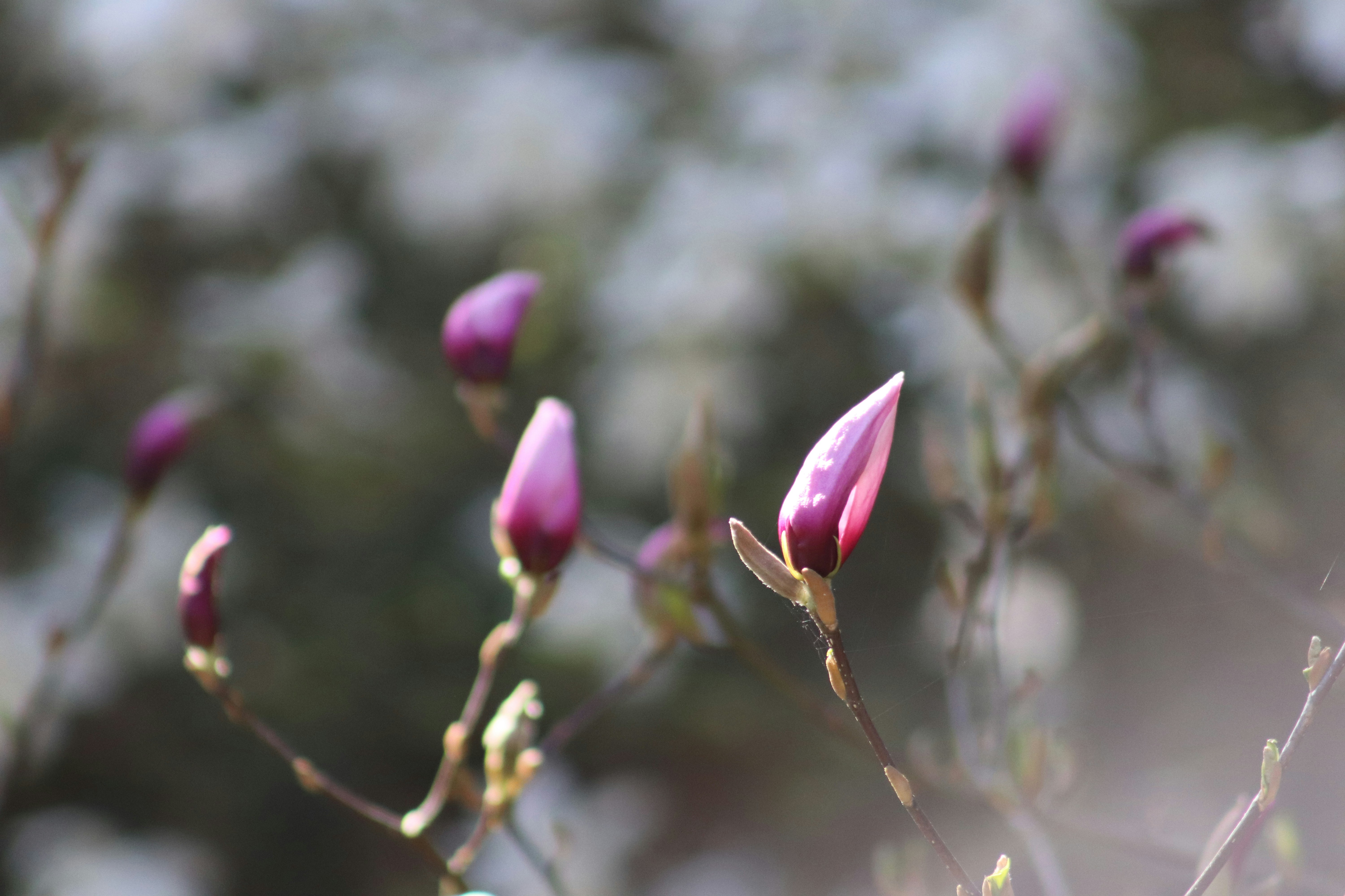 Pink Magnolia Buds in Soft Spring Light
