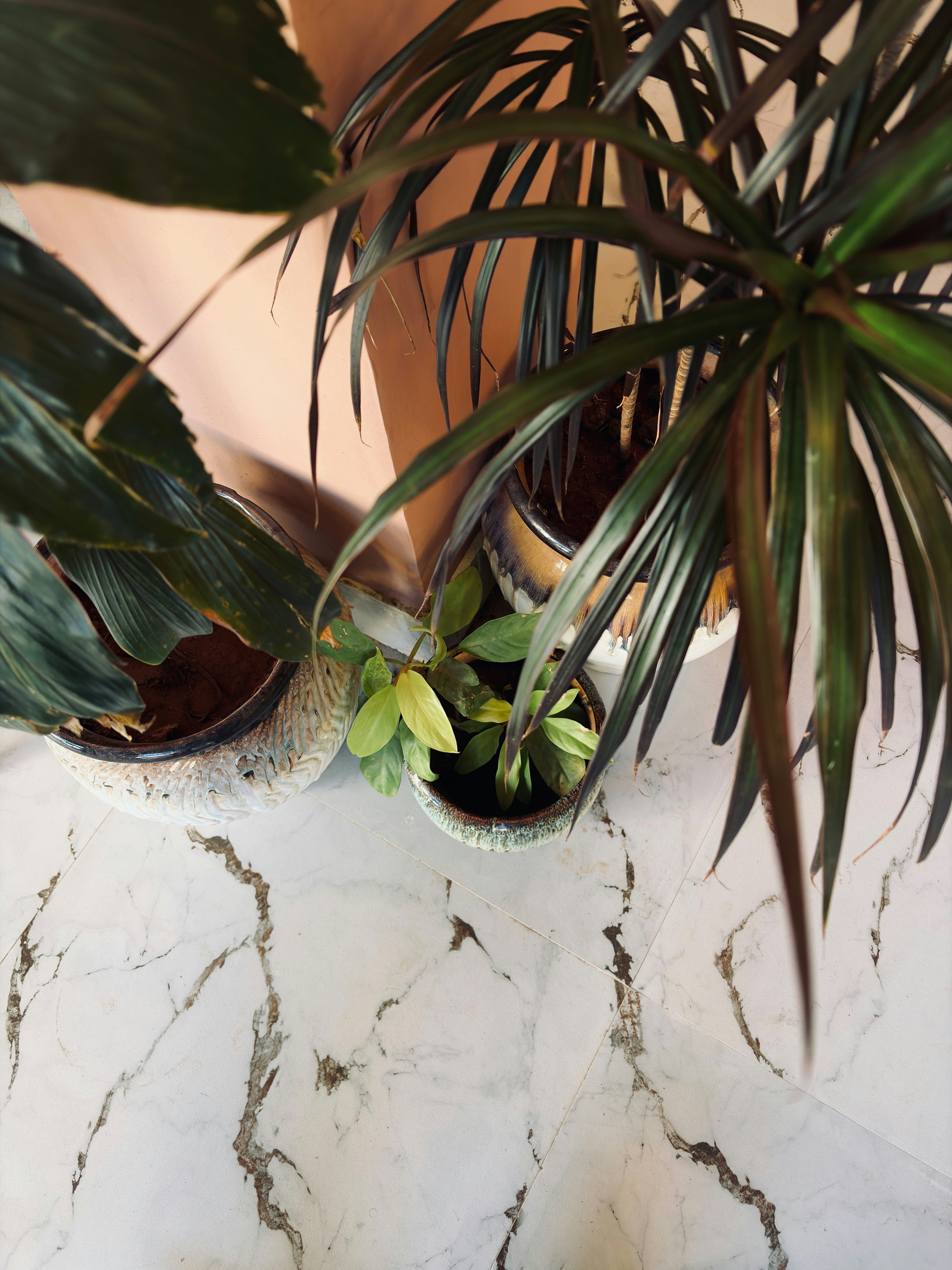 A cluster of potted plants sits on a marble floor, with long palm-like leaves arching over a pale surface and natural light bathing the scene.