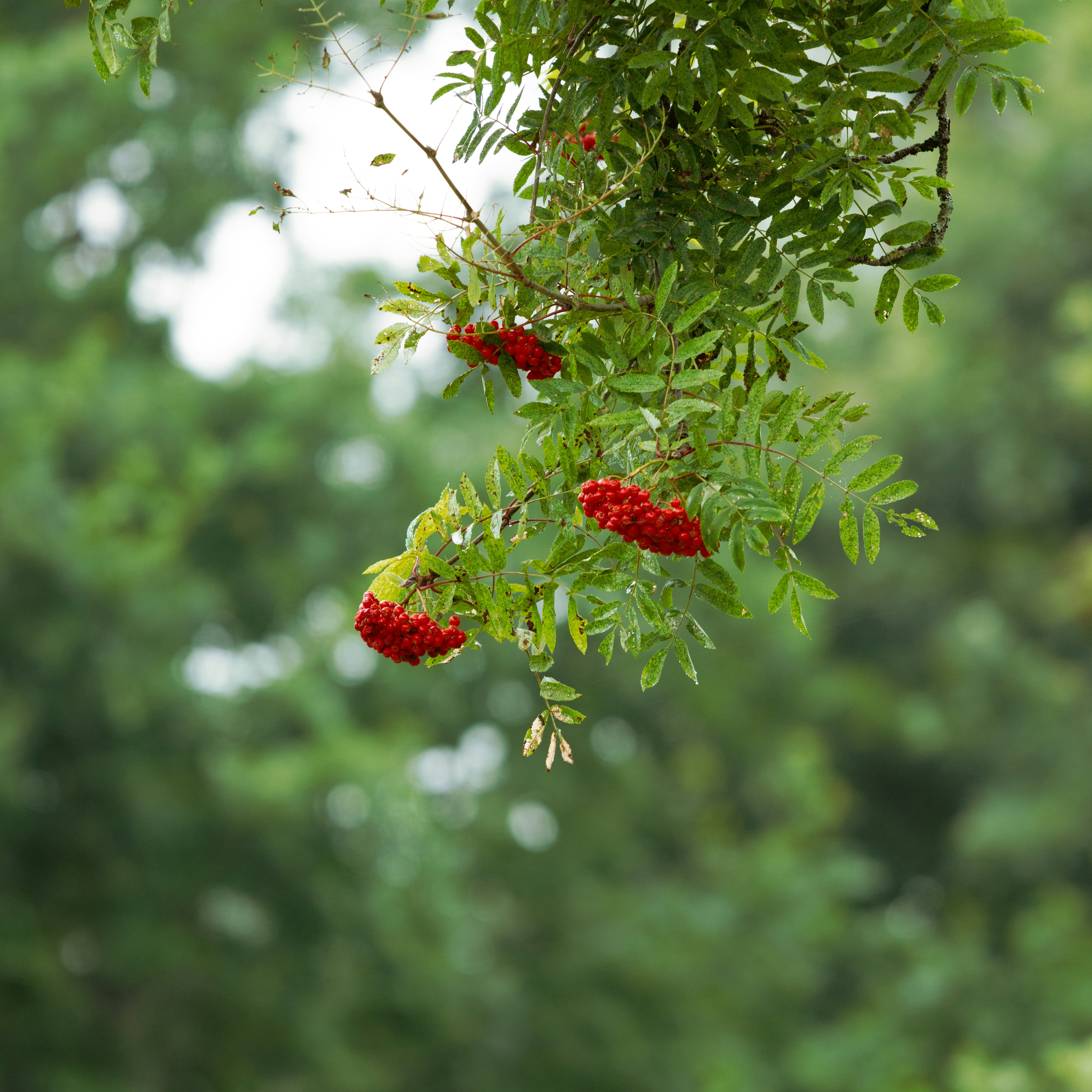 Clusters of red berries hang from a branch against a softly blurred green backdrop.