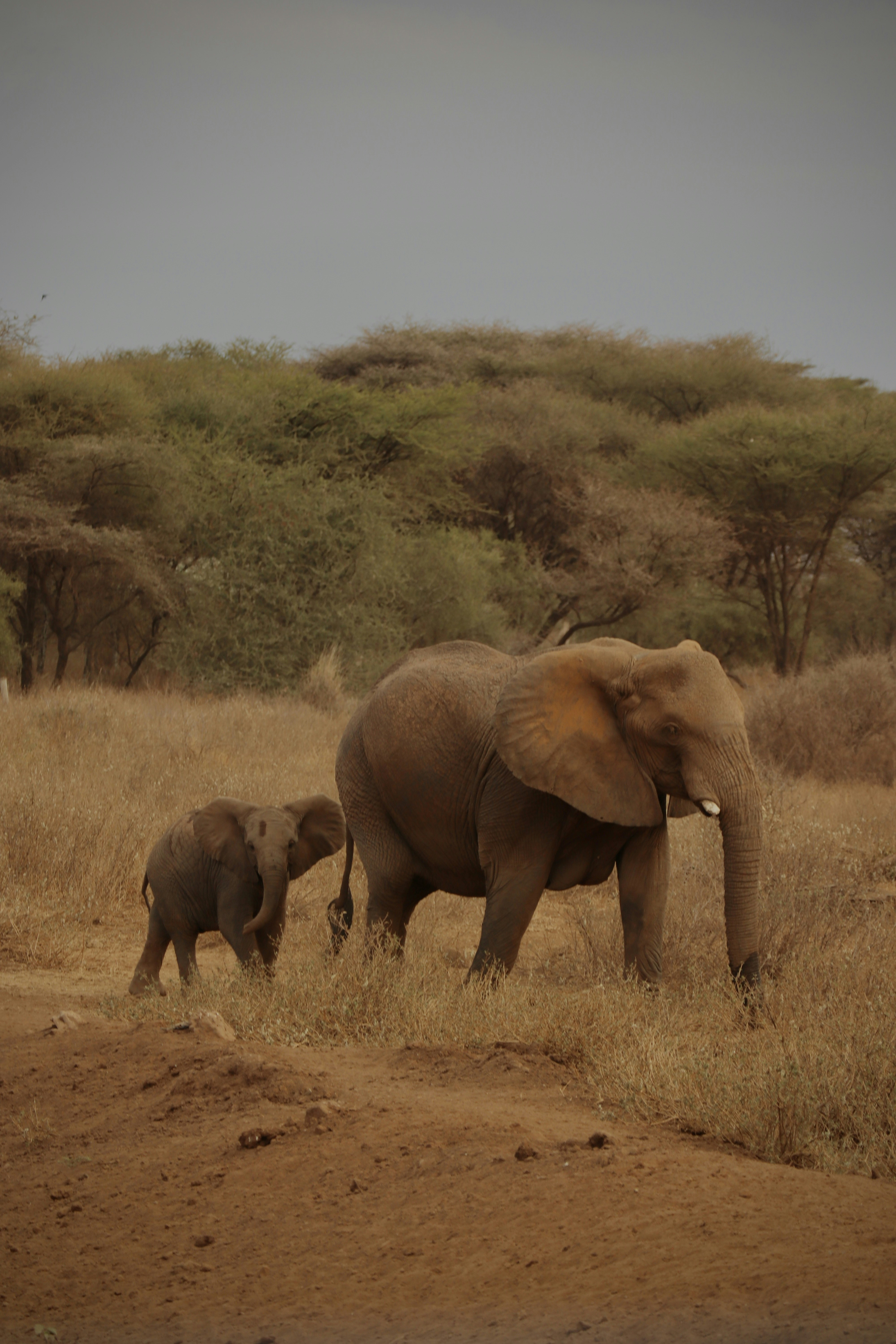 Family Parade Through Golden Grass