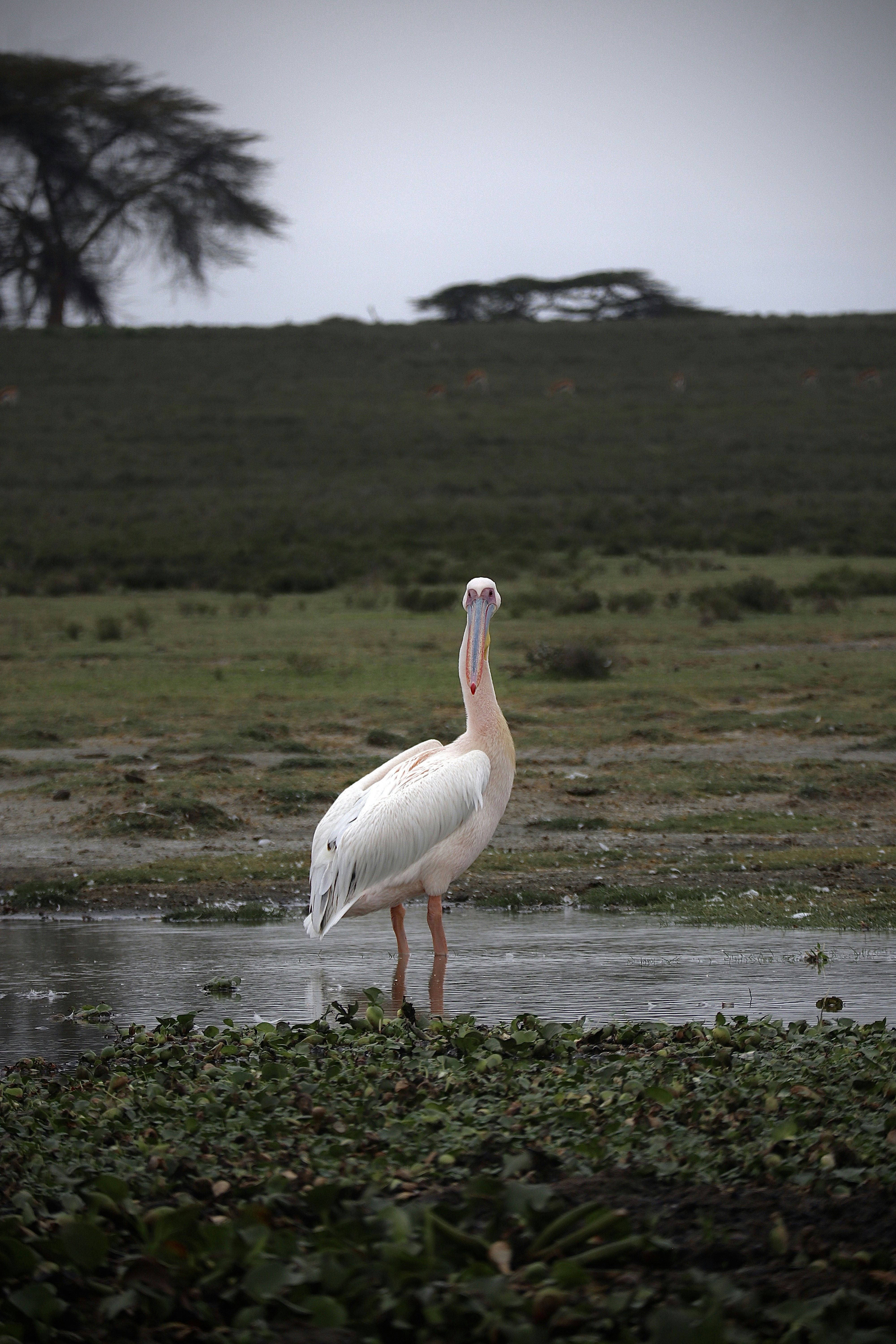 A great white pelican wades through shallow water surrounded by floating vegetation, with layered green plains and distant acacia trees stretching behind it. Its pale plumage creates a beautiful contrast against the darker landscape and overcast sky. The composition captures a quieter side of safari photography, revealing the rich birdlife and wetland habitats that form an important part of the ecosystem.
