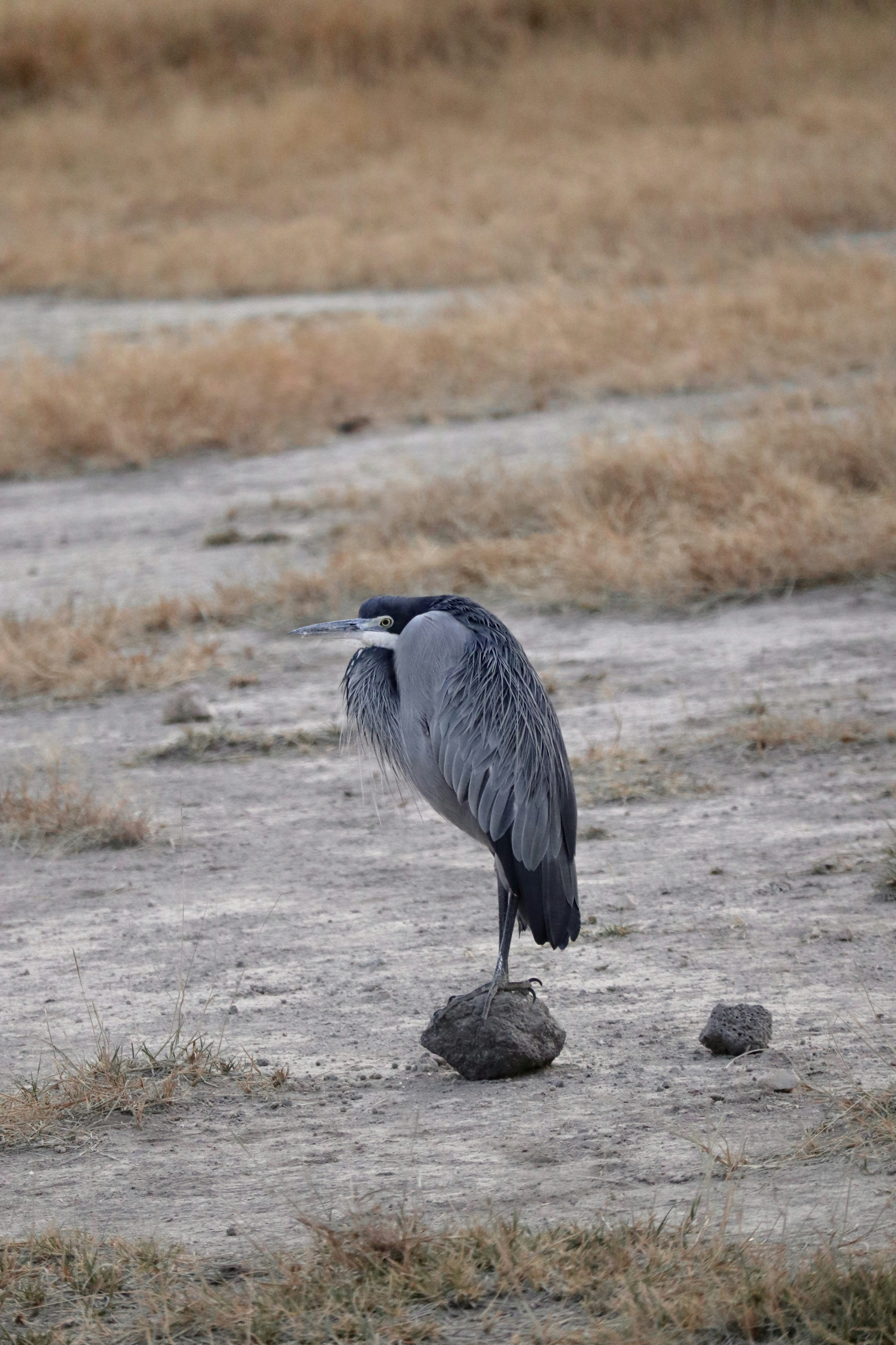 A grey heron stands quietly on a rock beside shallow water, surrounded by dry grass and muted earth tones. Its elegant silhouette and reflective posture create an almost meditative atmosphere. The subdued palette emphasizes the peaceful side of an African safari, where wildlife moments can be found far beyond the iconic big cats and elephants. A graceful study of a bird in its natural environment.