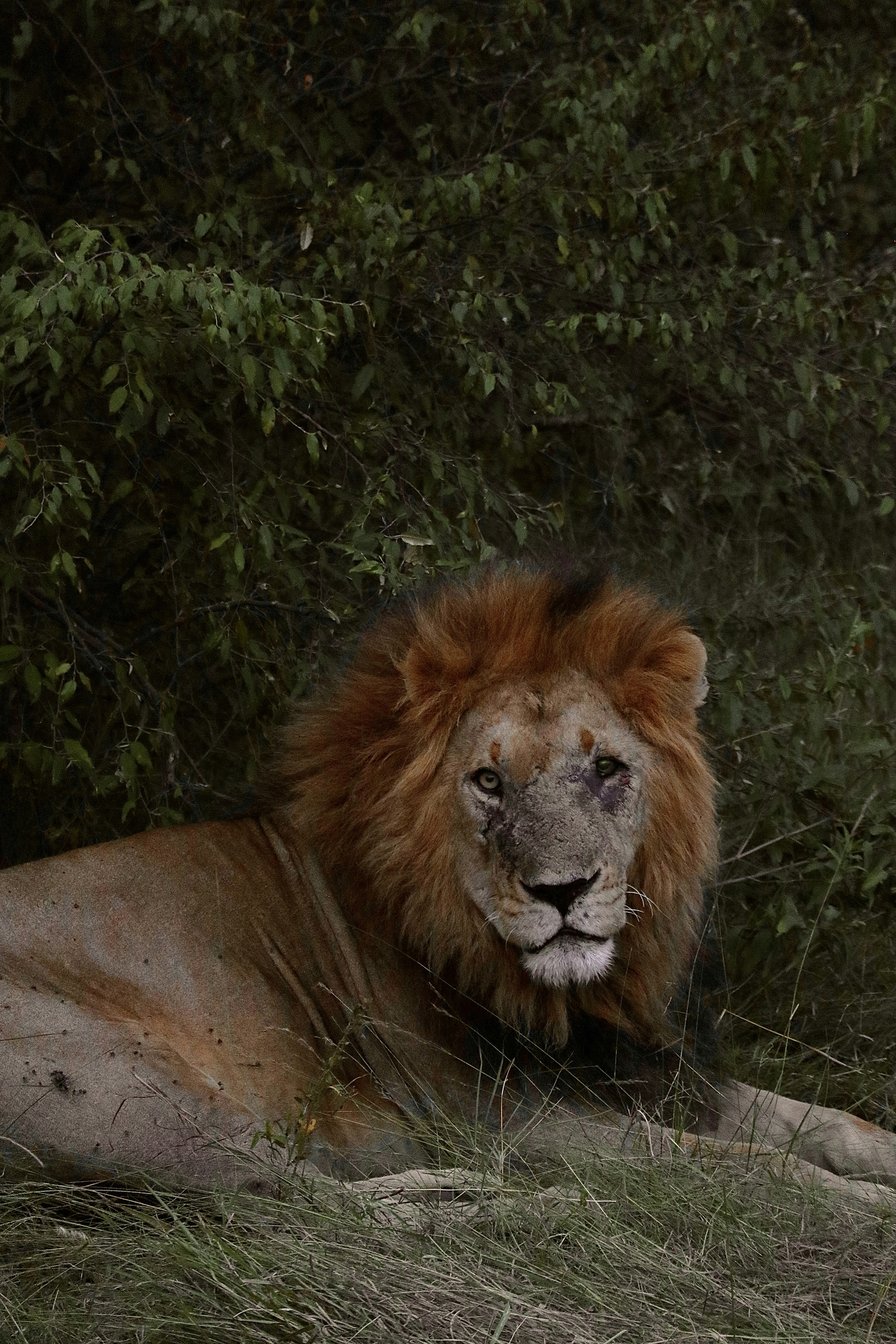 Majestic Silence: A Regal King Resting in Dappled Shade