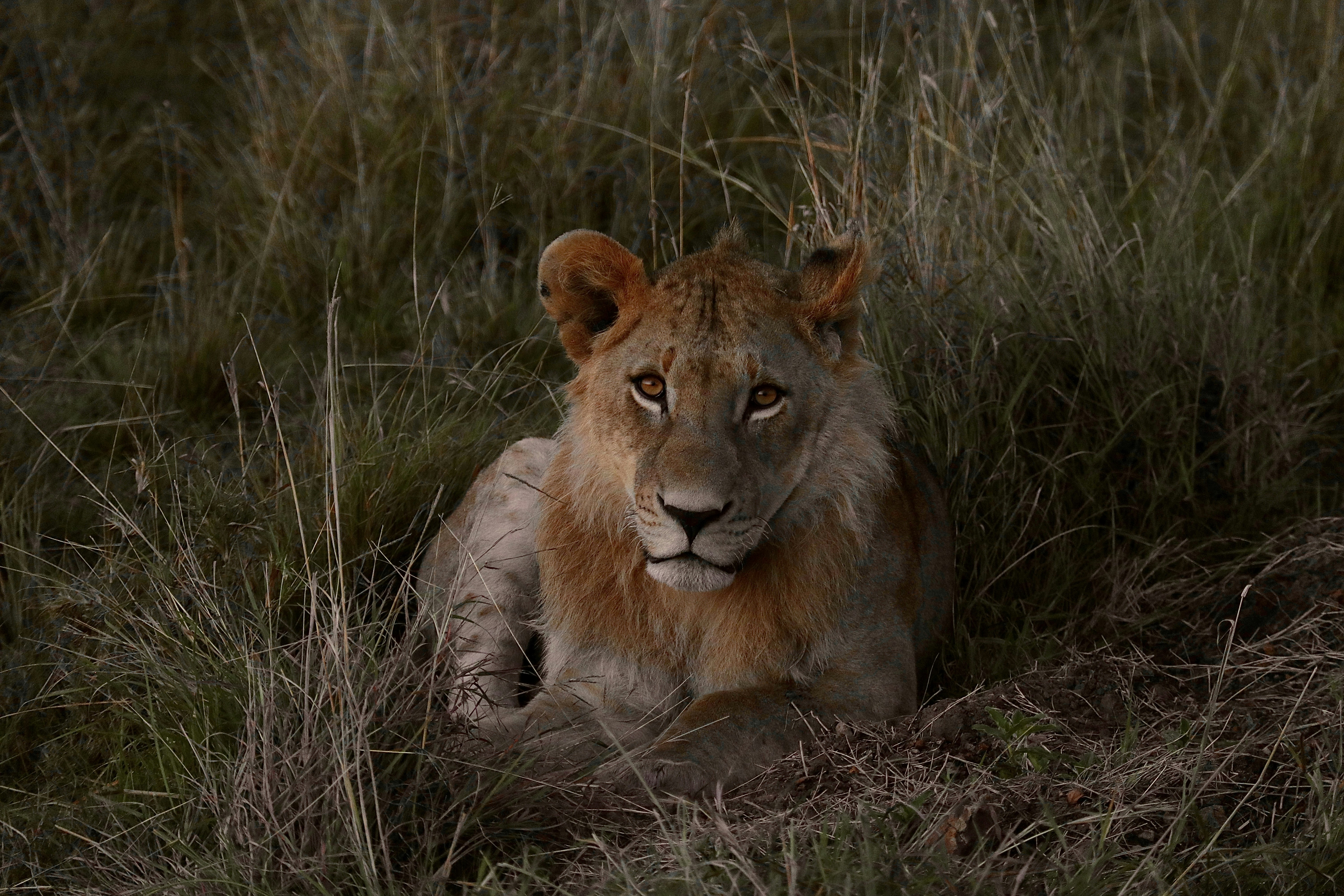 Standby in the Savannah: Lion Cub Emerges from Shadow