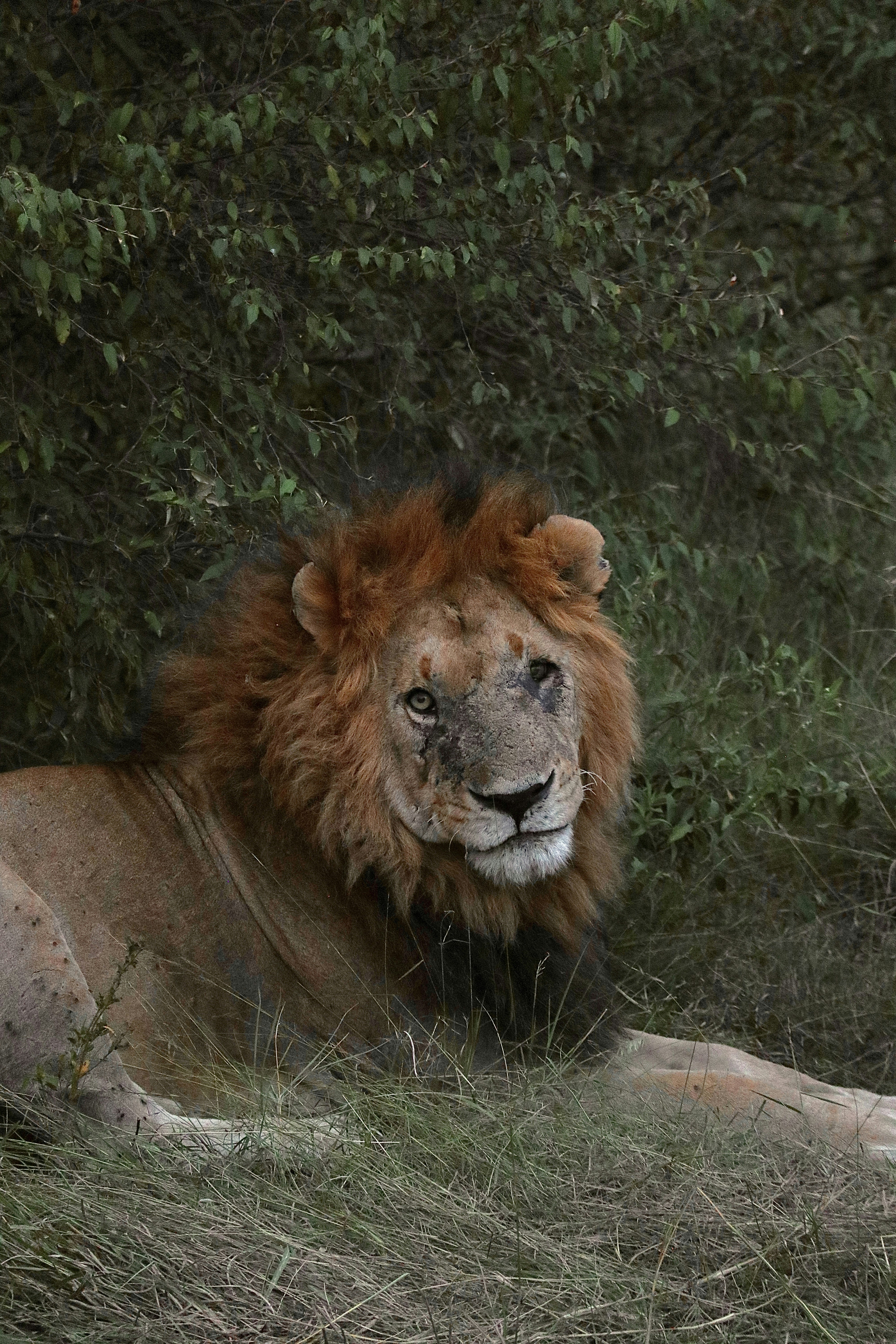 Majestic King in Quiet Grasses