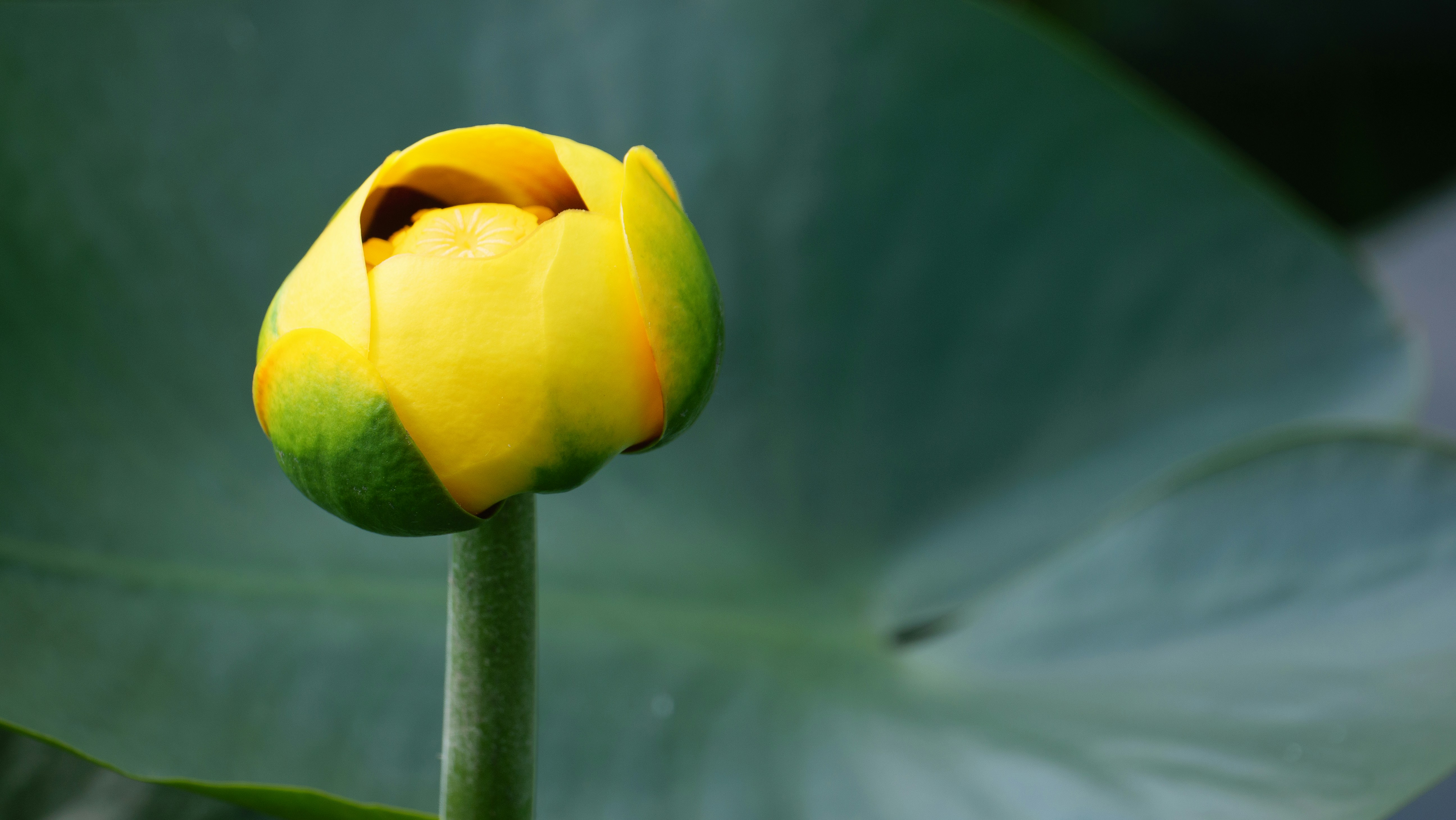 Closed Yellow Bud Rising from a Green Stem