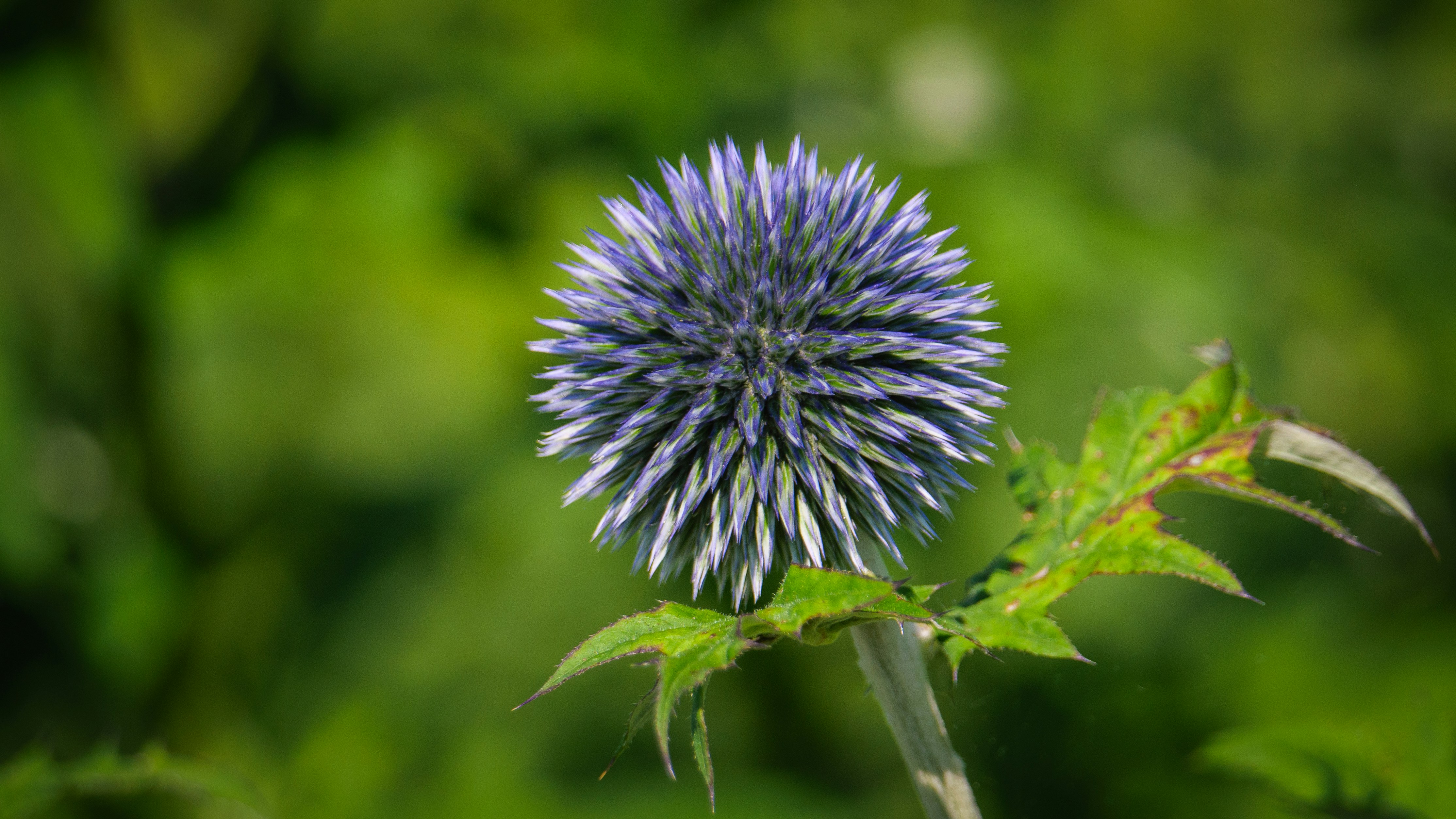 Bright blue thistle-like blossom centered against a blurred green background, highlighting the flower's spherical, spiky head and serrated leaves.