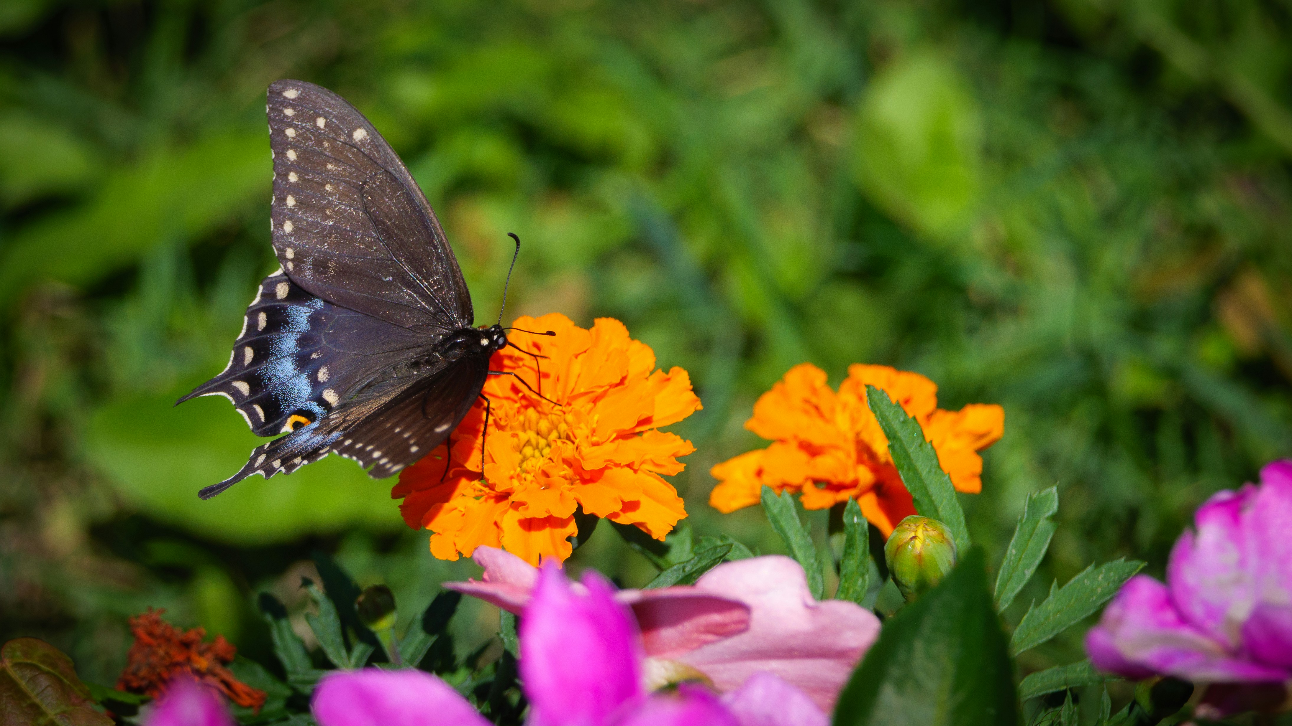 Monarch butterfly perched on a vibrant orange blossom amid a colorful garden, with blurred greenery in the background. A close-up style floral scene with focus on the butterfly and flowers.