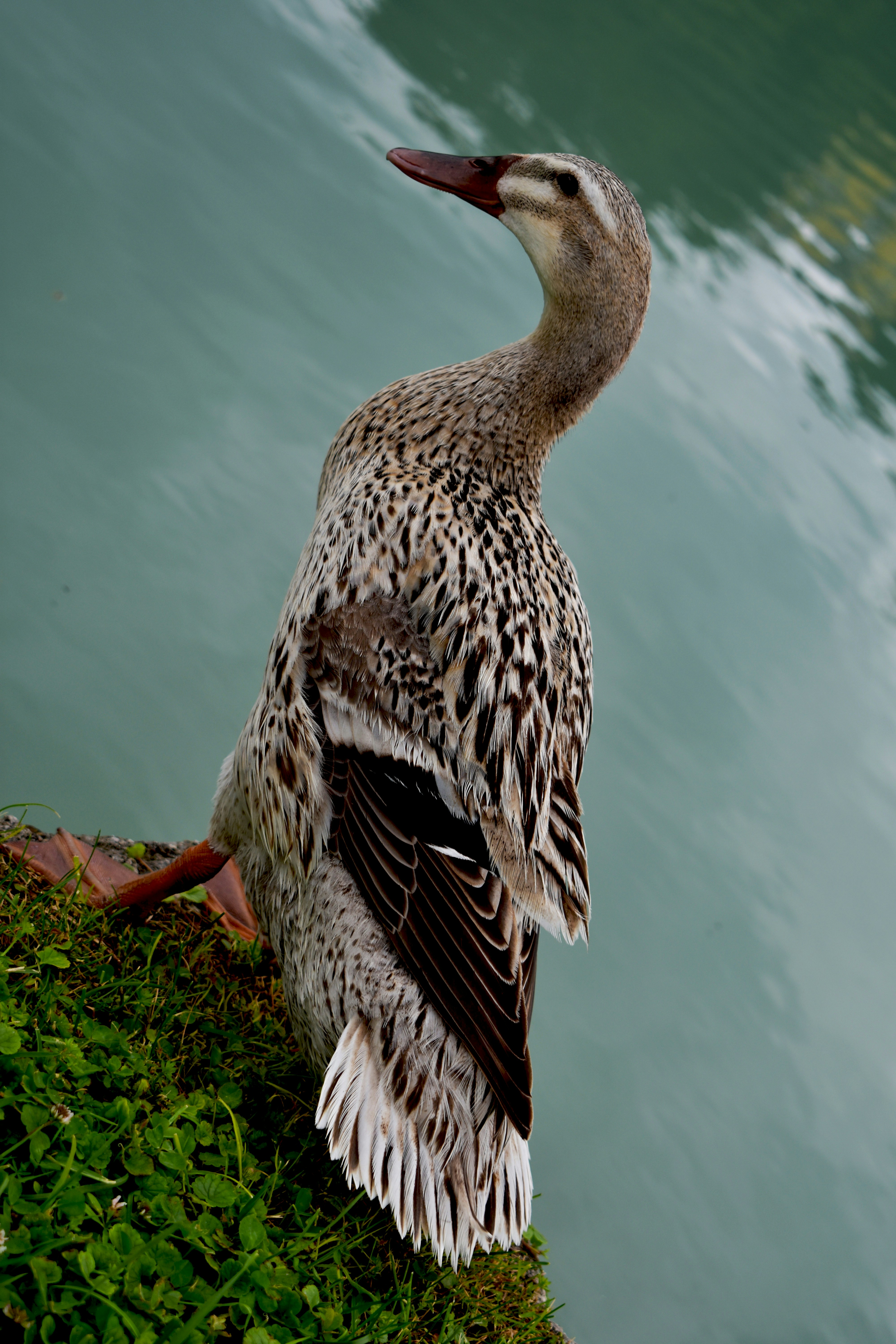 Graceful Gull on the Waterline: A Portrait of Expectant Stillness