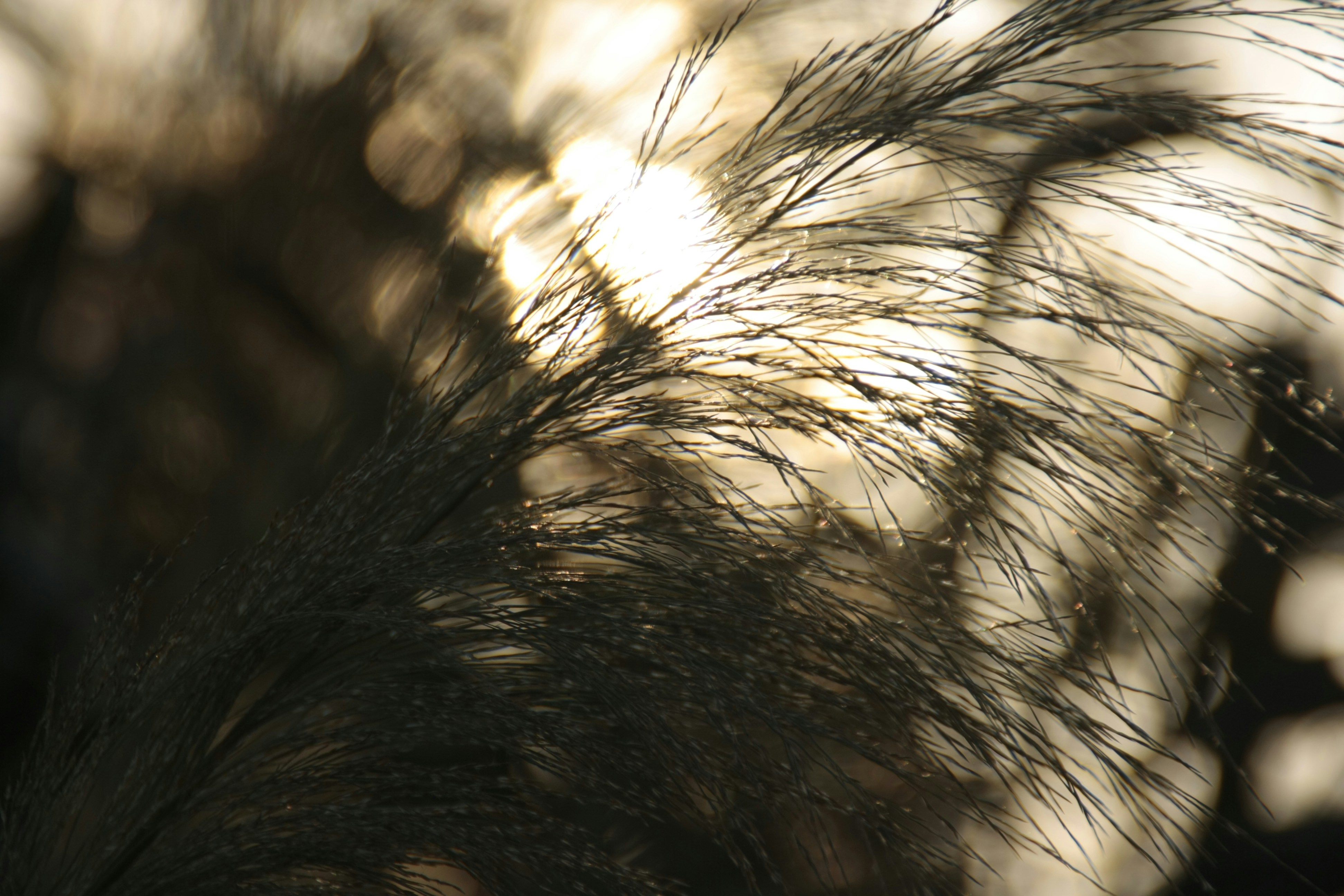 Backlit Plumes: Whispers of Light Through Feathery Grasses