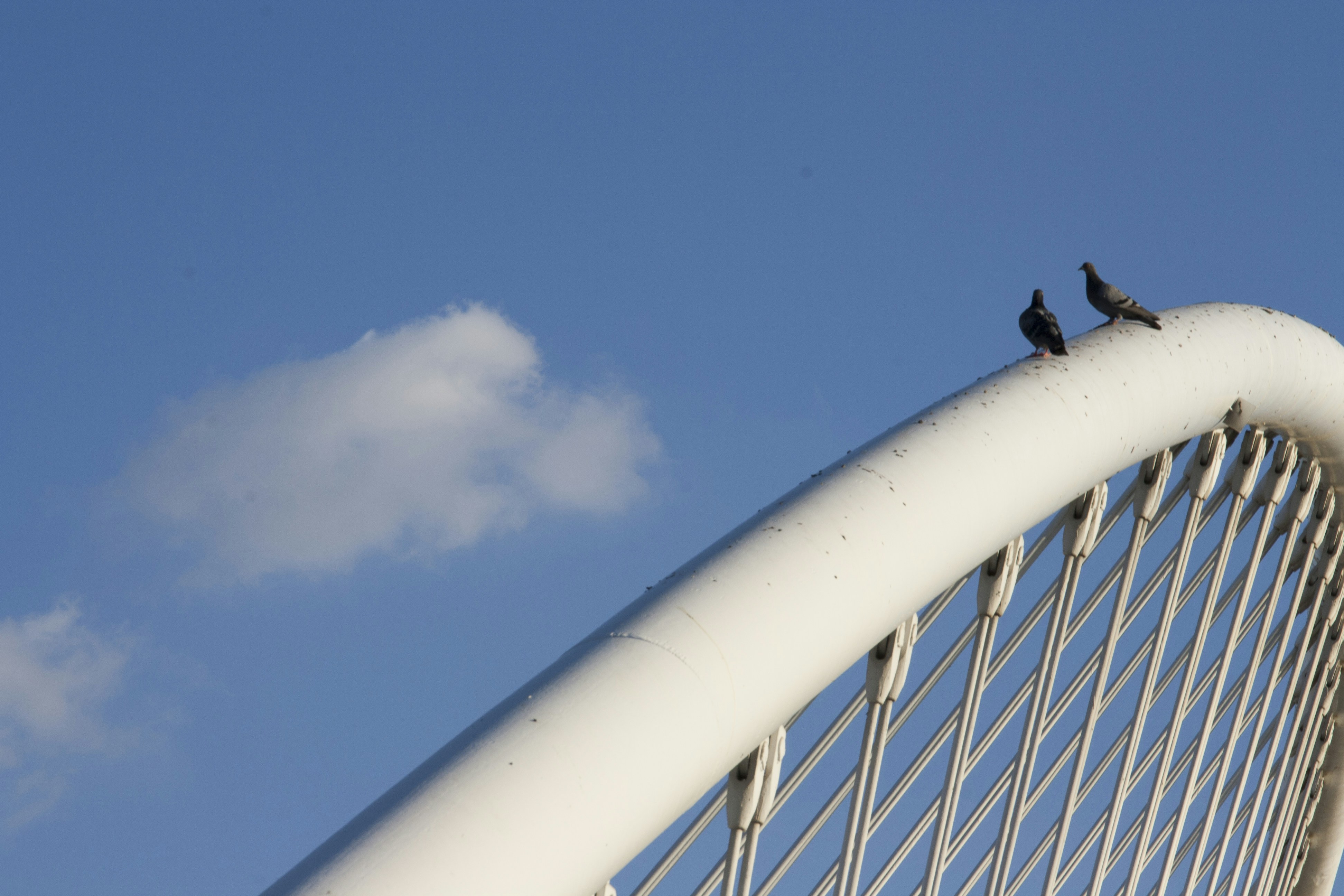 Two Pigeons on a Curve: A Skyward Glance at Modern Arch