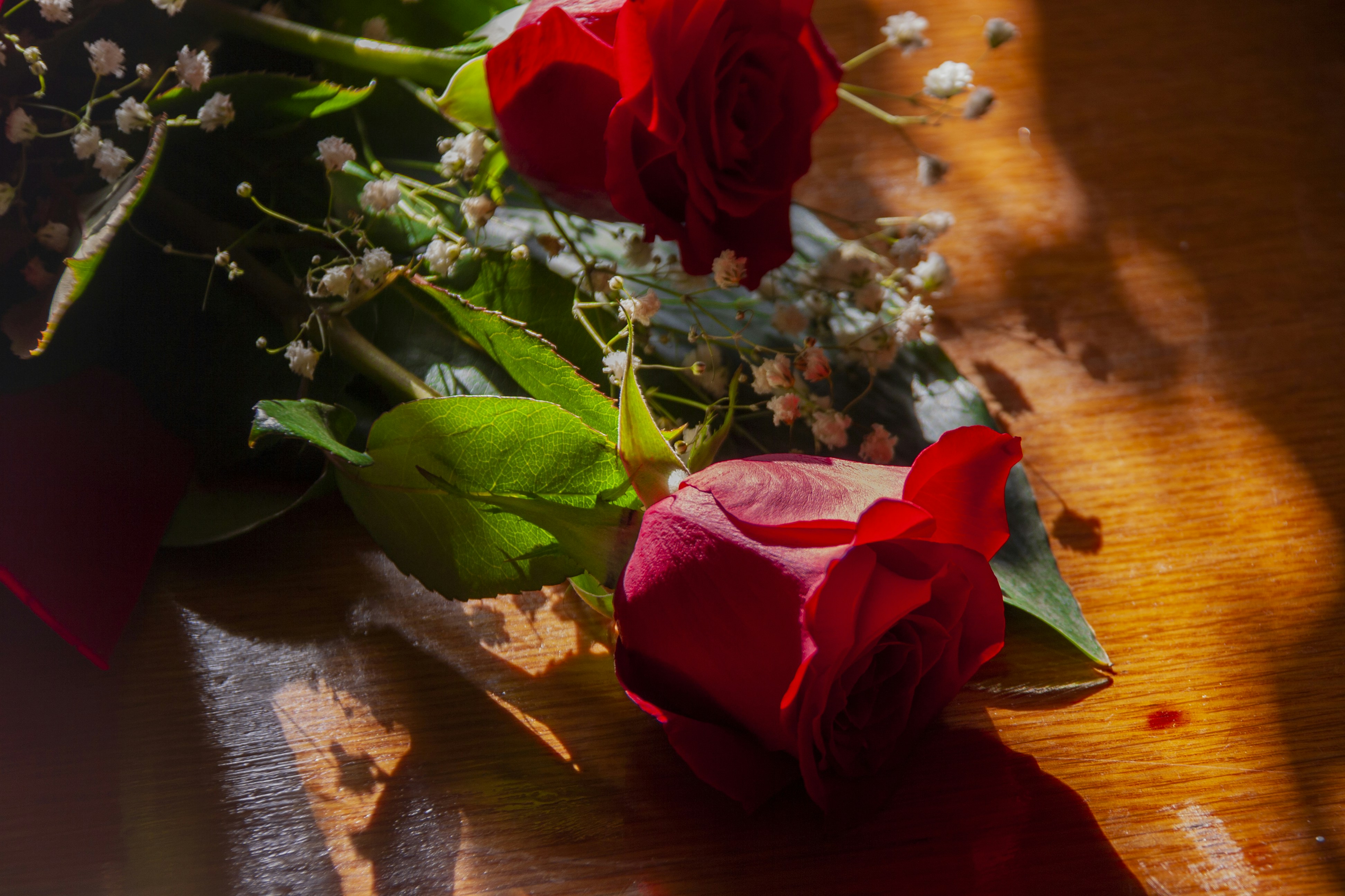 Crimson Roses in Dappled Light