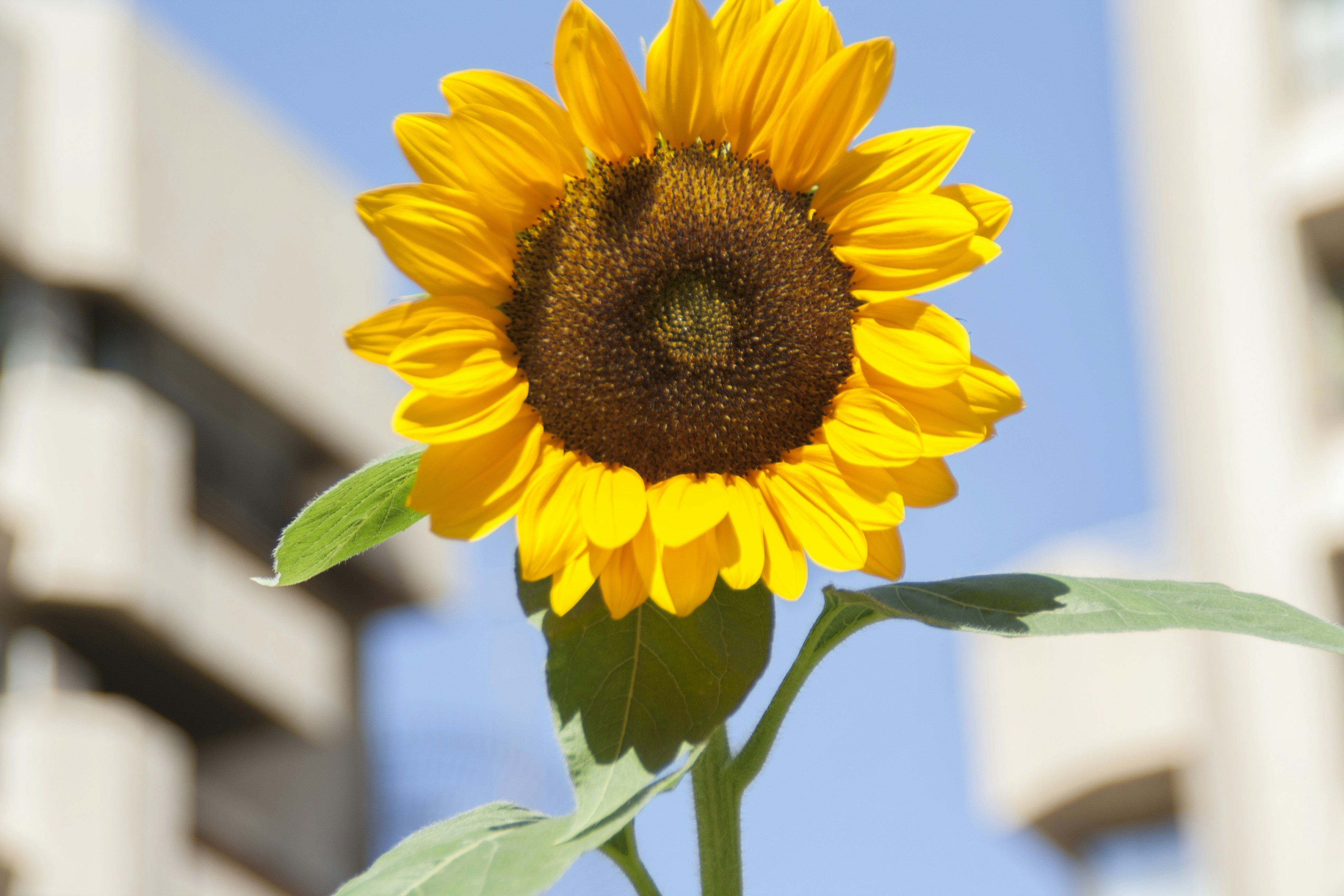 Sunlit Center: A Single Sunflower Reaches Toward the Sky