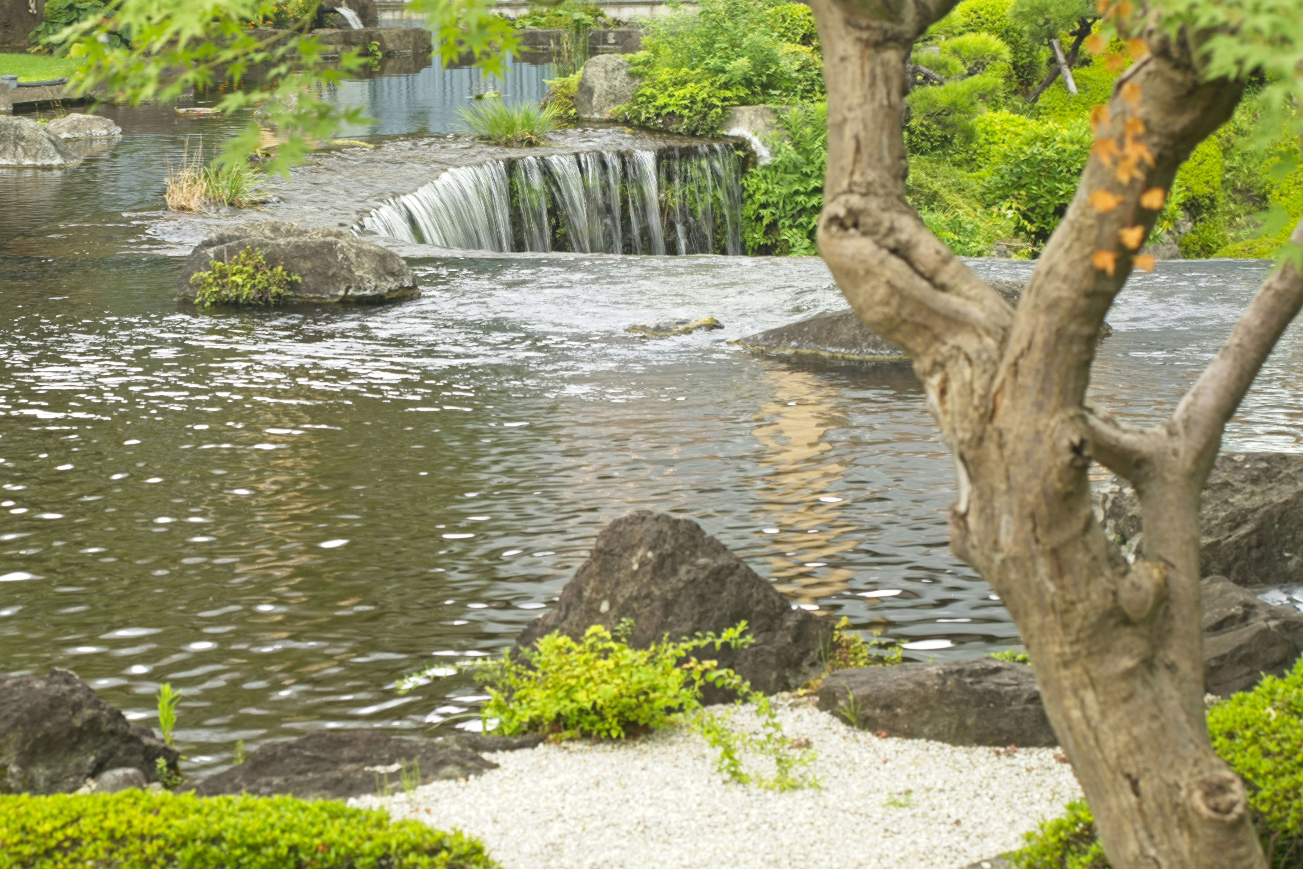 A gentle cascade spills over a low stone weir into a tranquil pond, framed by a gnarled, twisting tree trunk in the foreground and lush greenery along the banks. Moss-covered boulders punctuate the water's edge, while a pale gravel path leads visitors through the garden. Soft reflections ripple across the pond's surface beneath the muted gray sky. The layered composition of water, stone, and foliage captures a quietly picturesque corner of Chiyoda City's Japanese garden on a humid July afternoon.