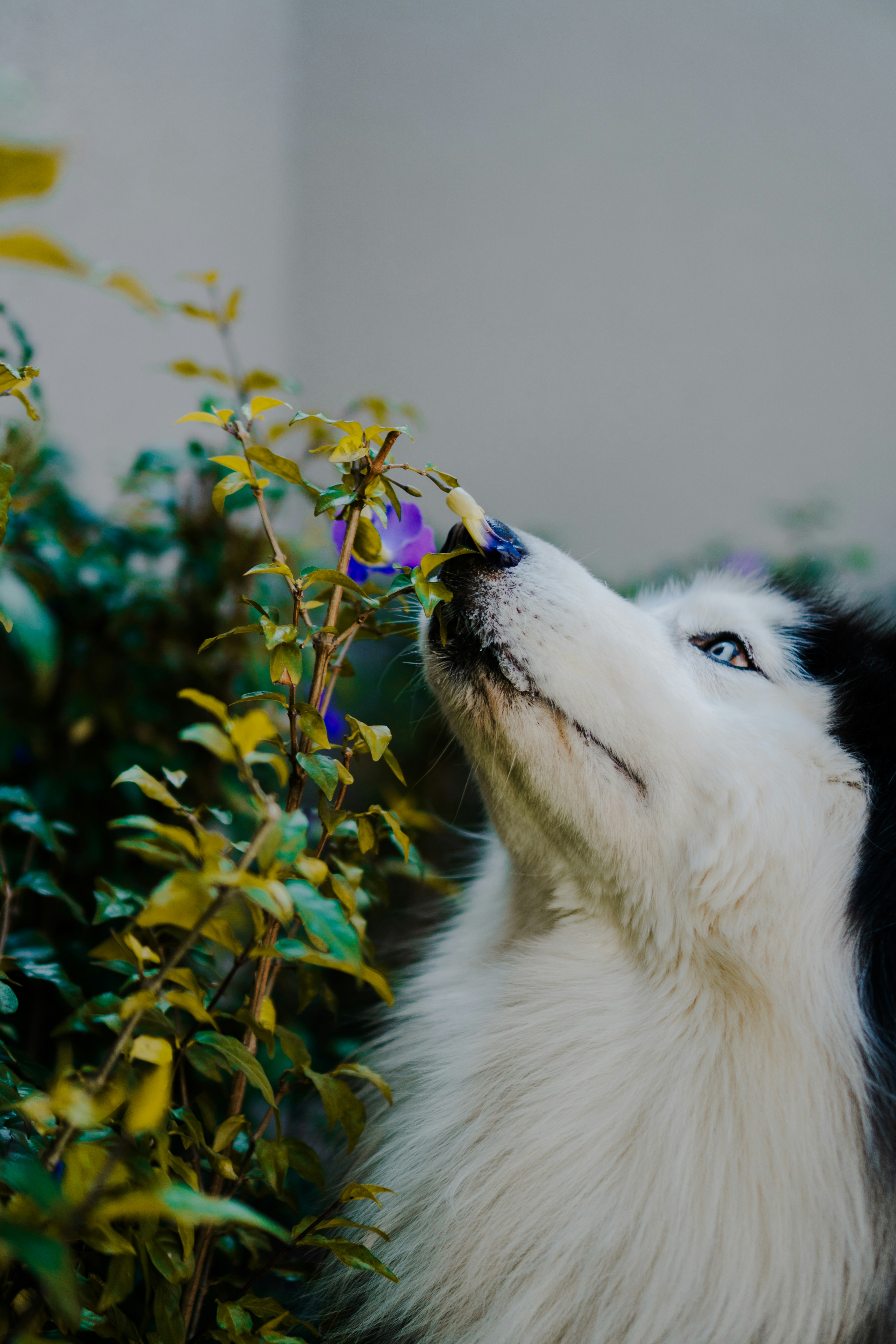 Serene Husky Gazes Up at a Waving Vine of Color
