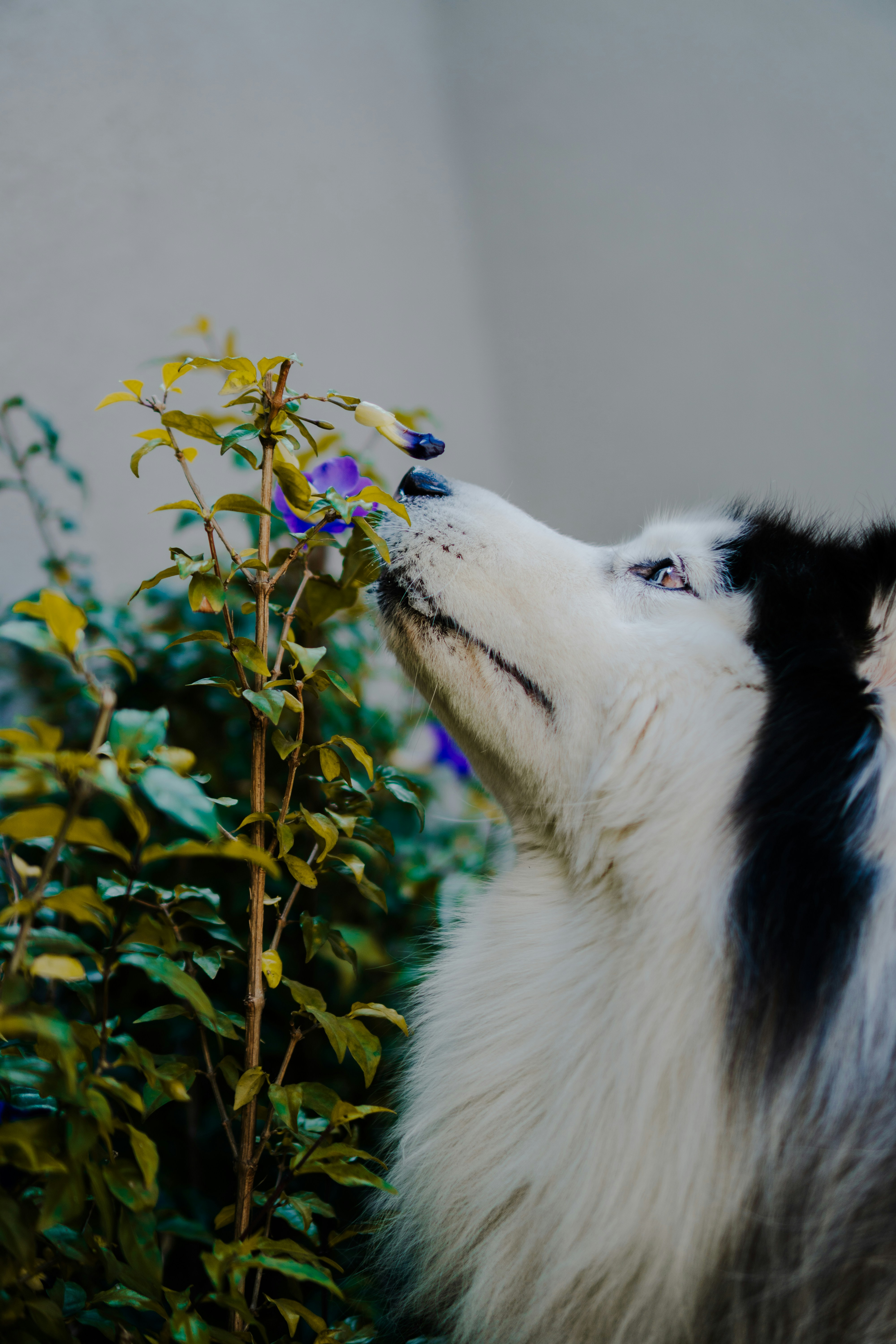 Nose-to-Flower Moment: Husky Scent In Focus