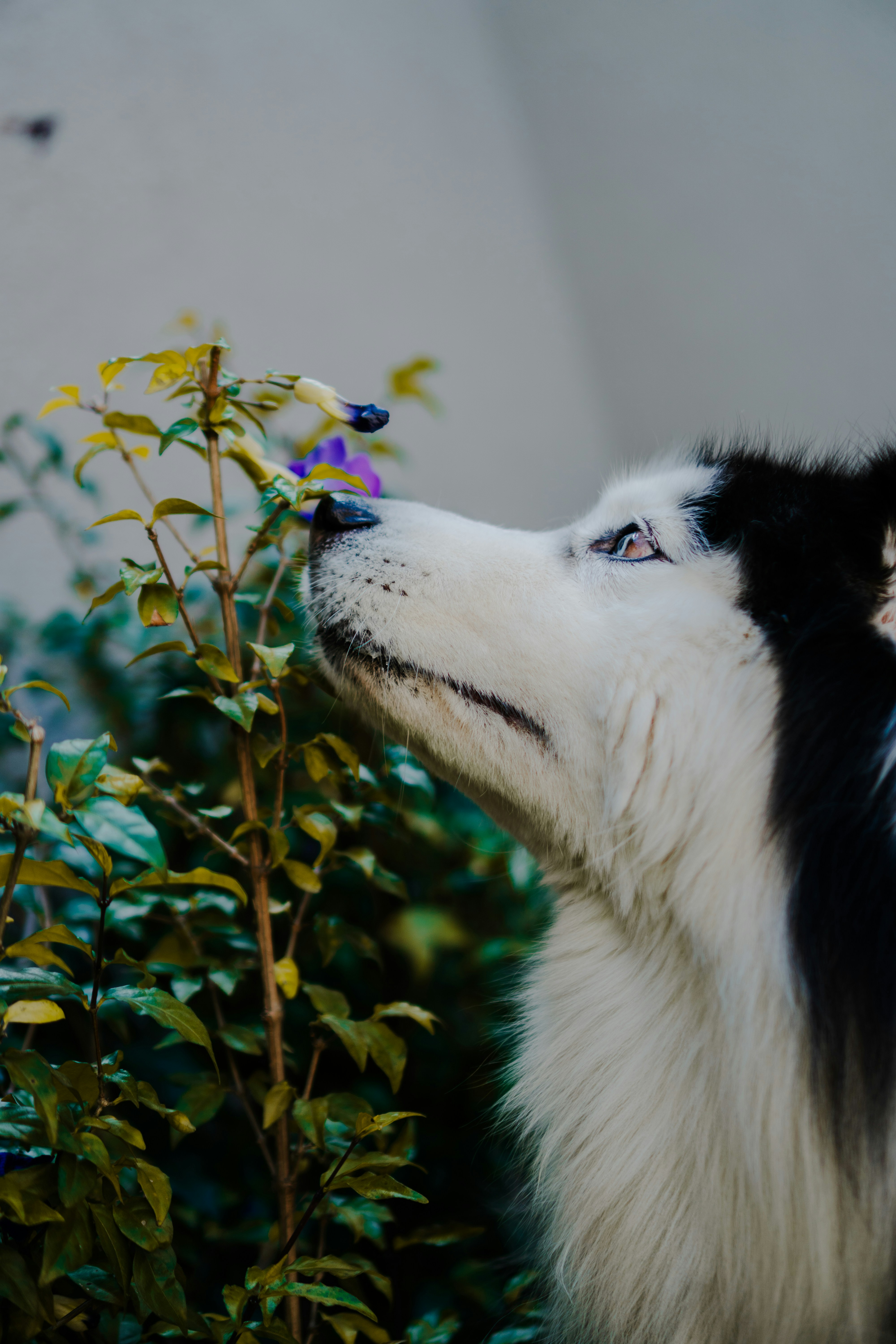 Upclose Serenade: A Dog Delicately Nose-to-Flower Moment